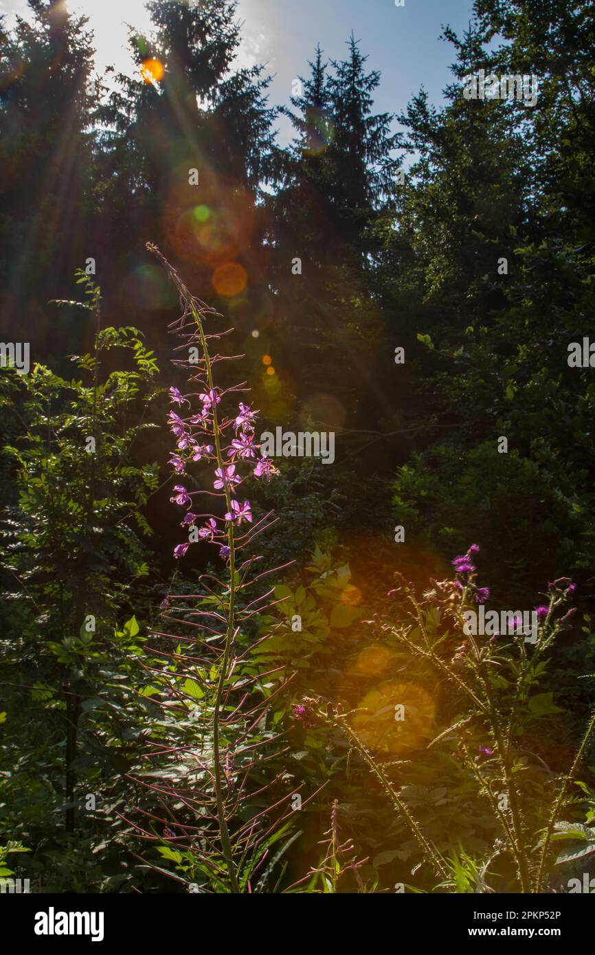 Lens aberration Lens flares Stock Photo - Alamy