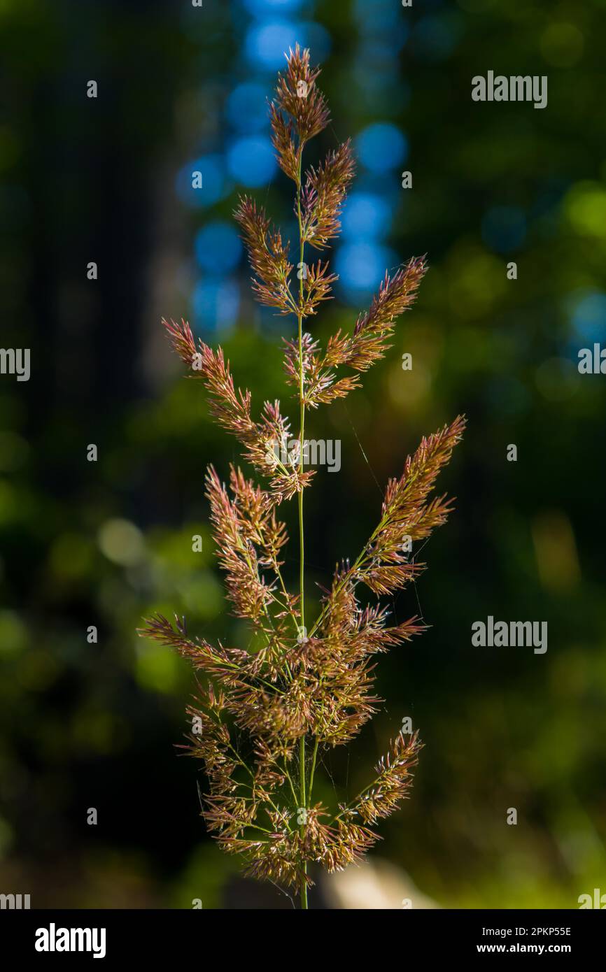 Grass blade in the evening light Stock Photo - Alamy