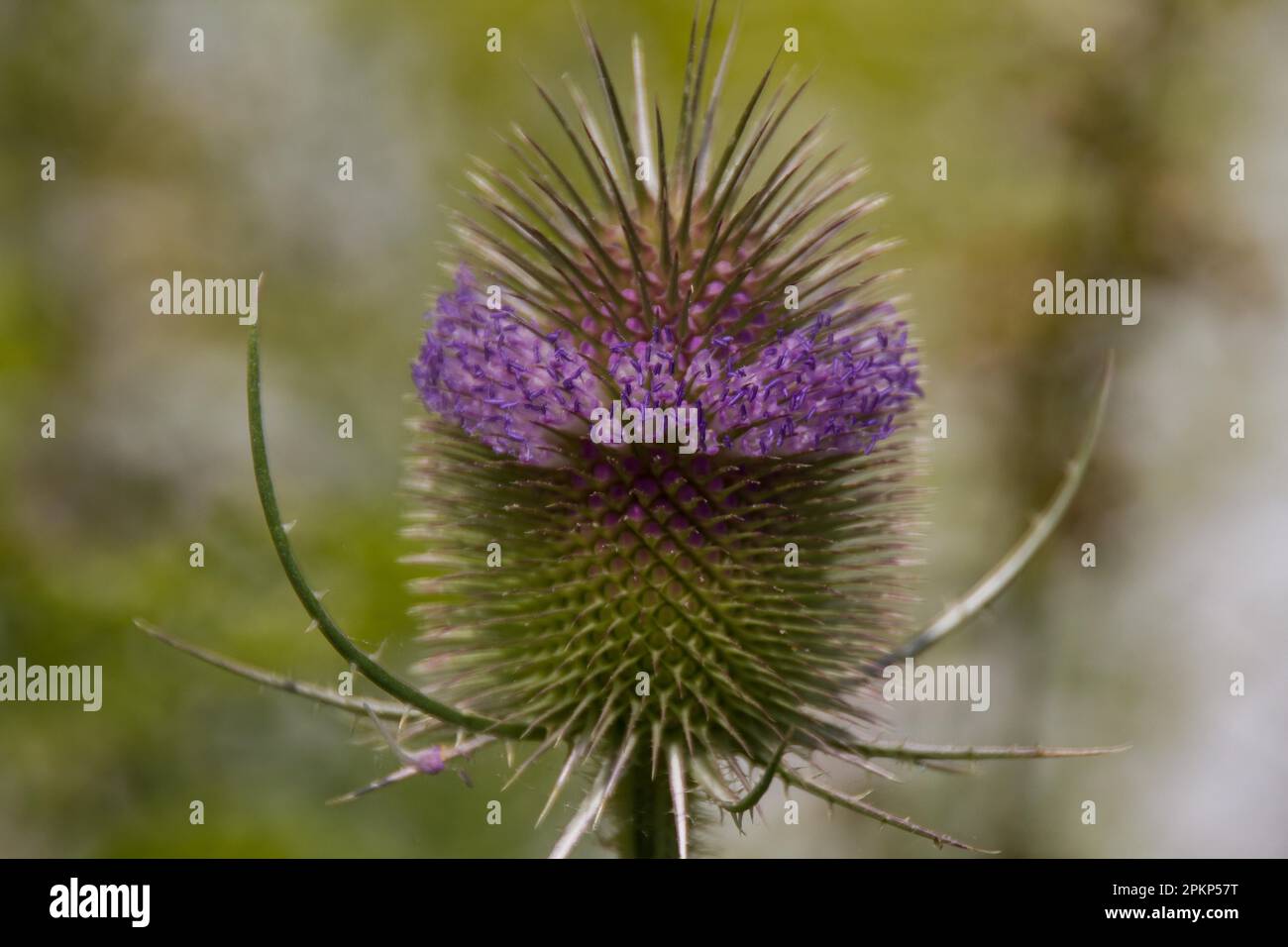 Purple flowering thistle Stock Photo - Alamy