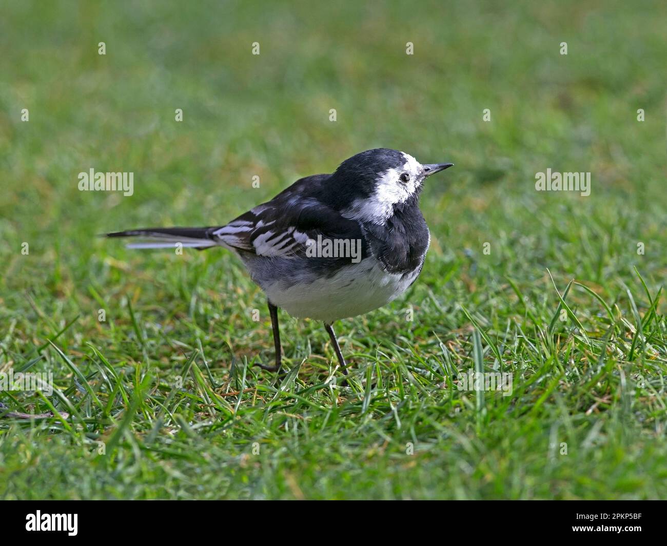 Male pied wagtail standing on grass Stock Photo - Alamy