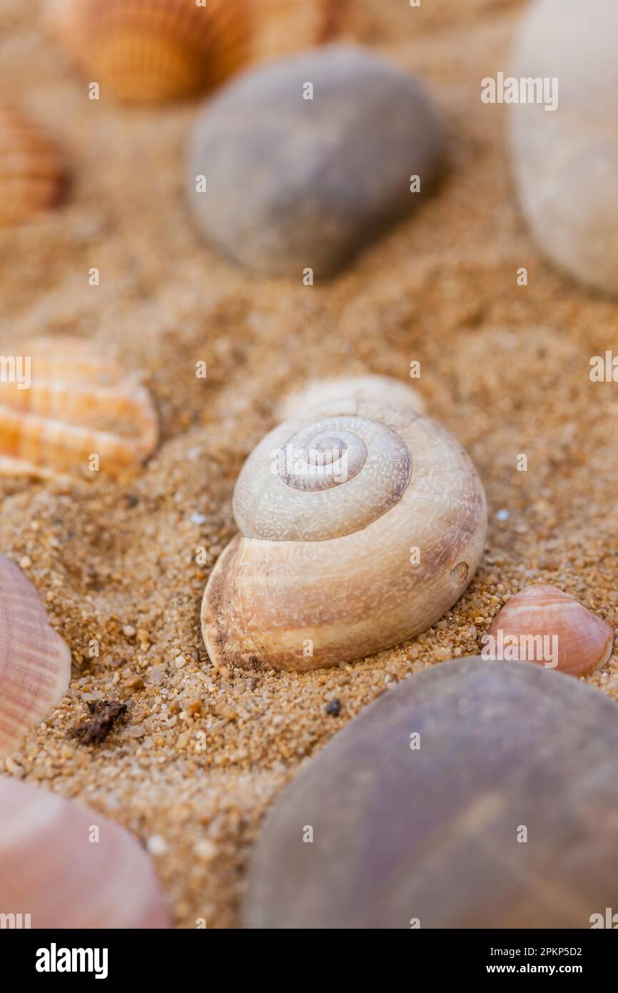Natural sea shells on sand Stock Photo - Alamy