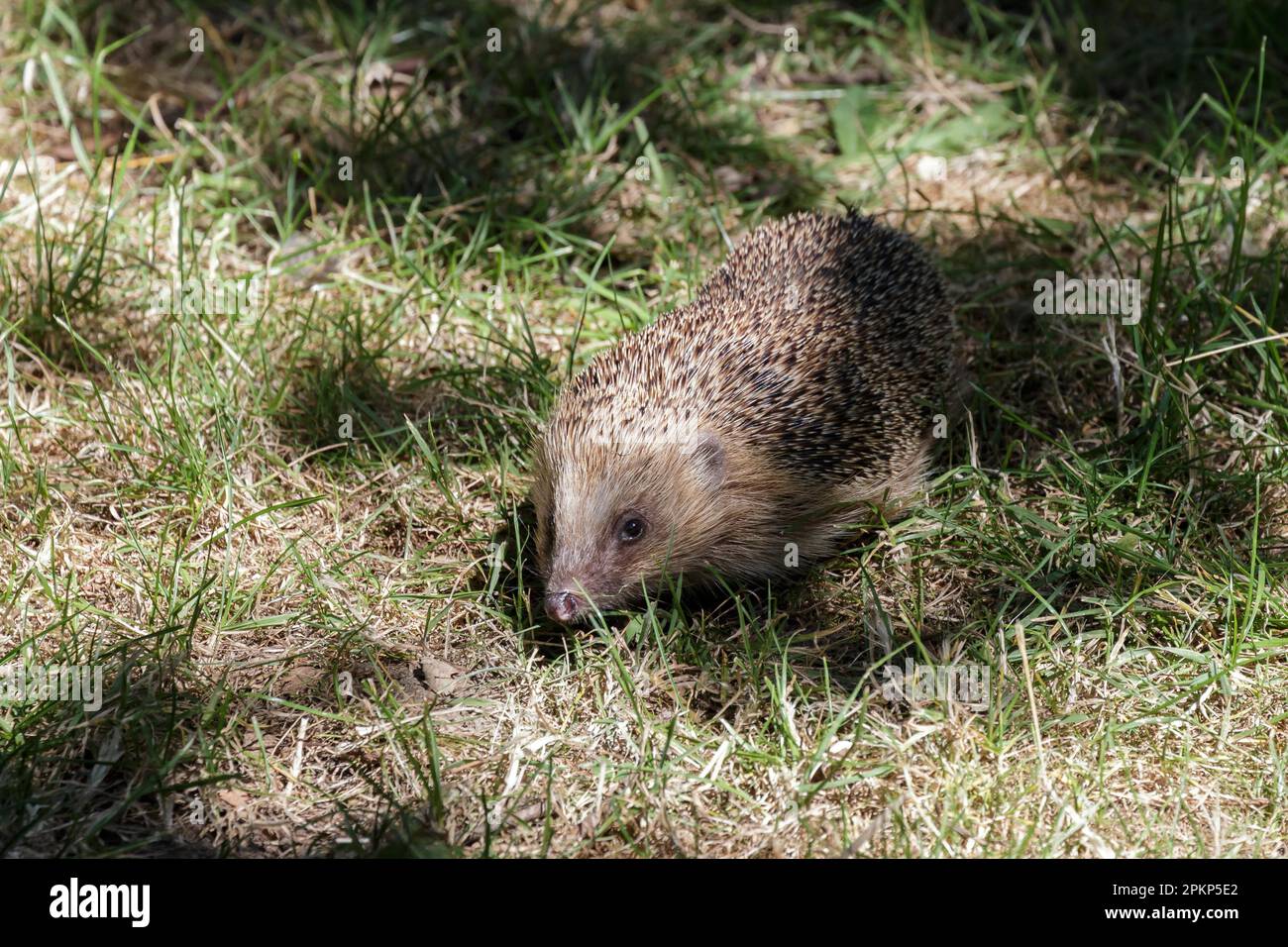 European Hedgehog (Erinaceus europaeus Stock Photo - Alamy