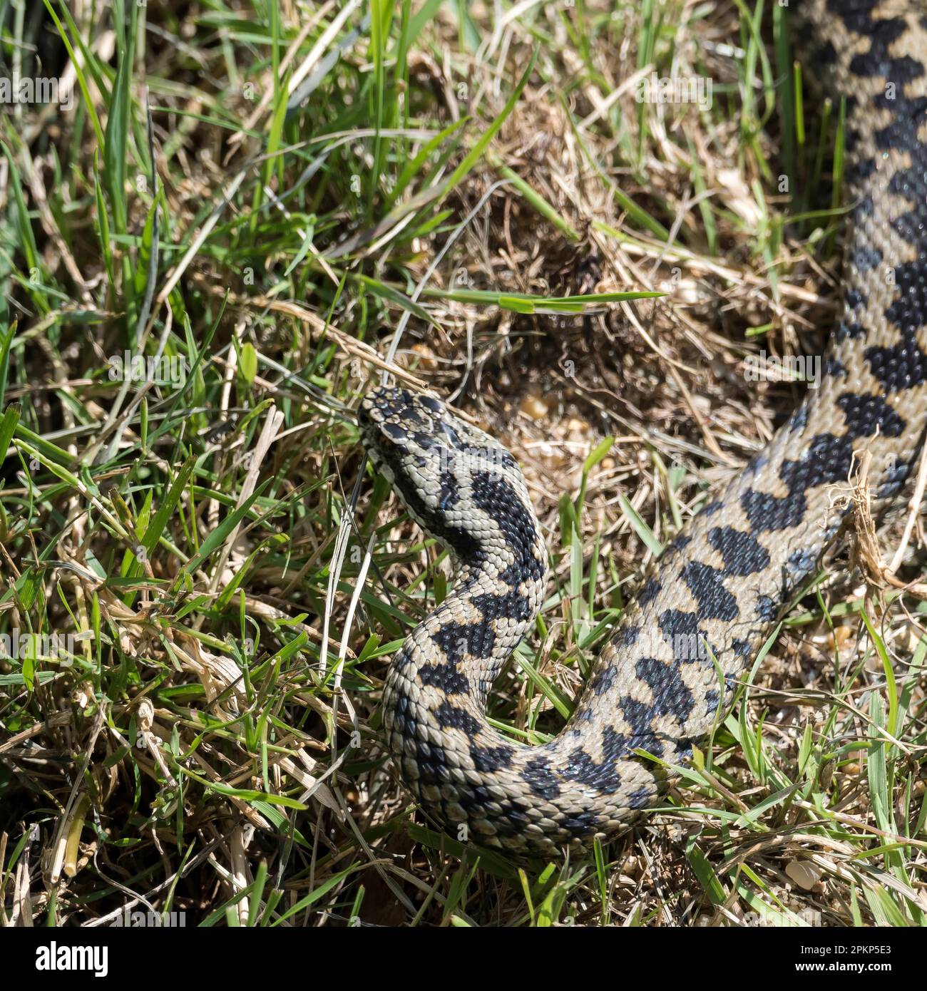 Common European Adder (Vipera berus Stock Photo - Alamy