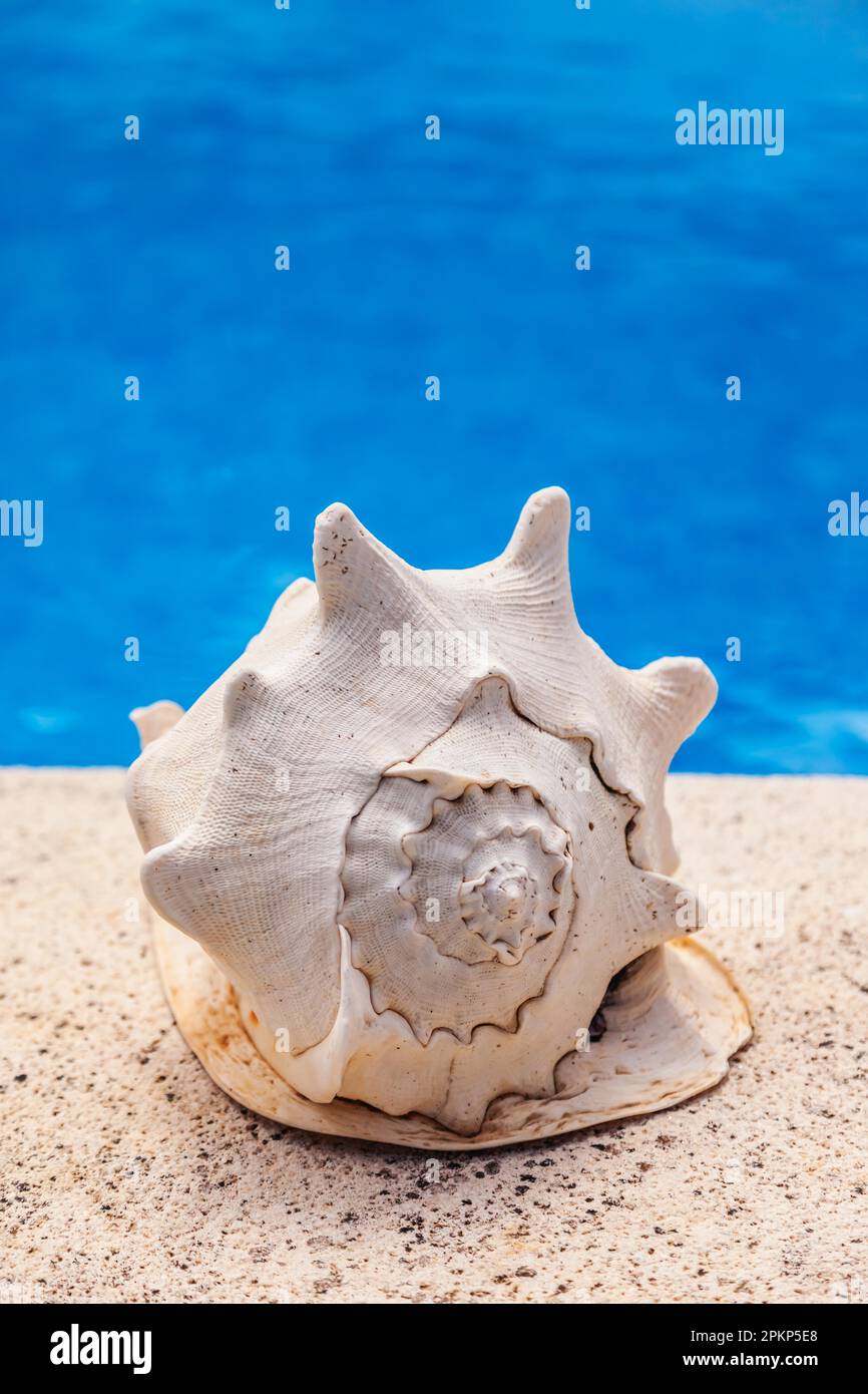 Summer vacation - big sea shell by swimming pool Stock Photo - Alamy