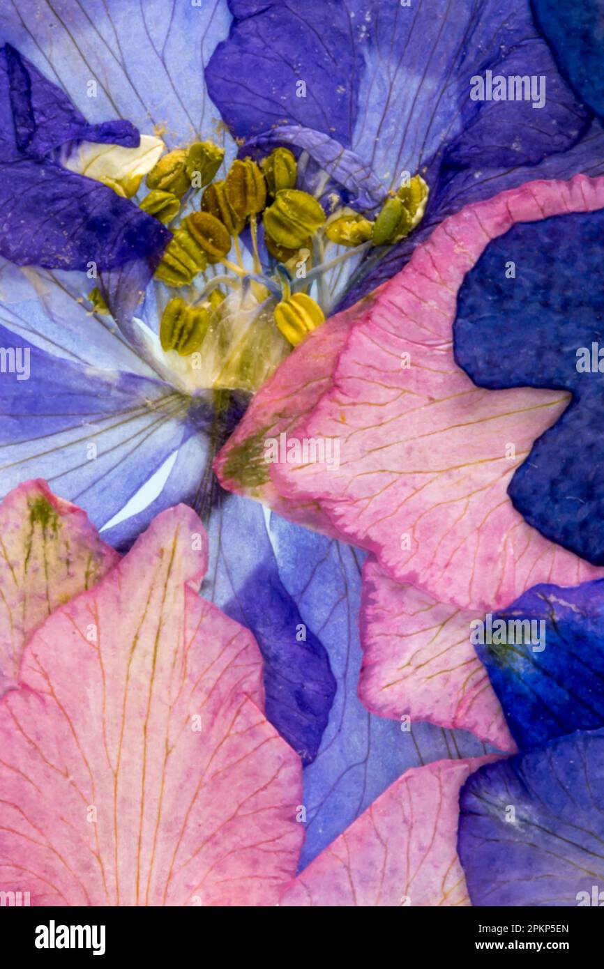 Pressed flowers pattern hi-res stock photography and images - Alamy