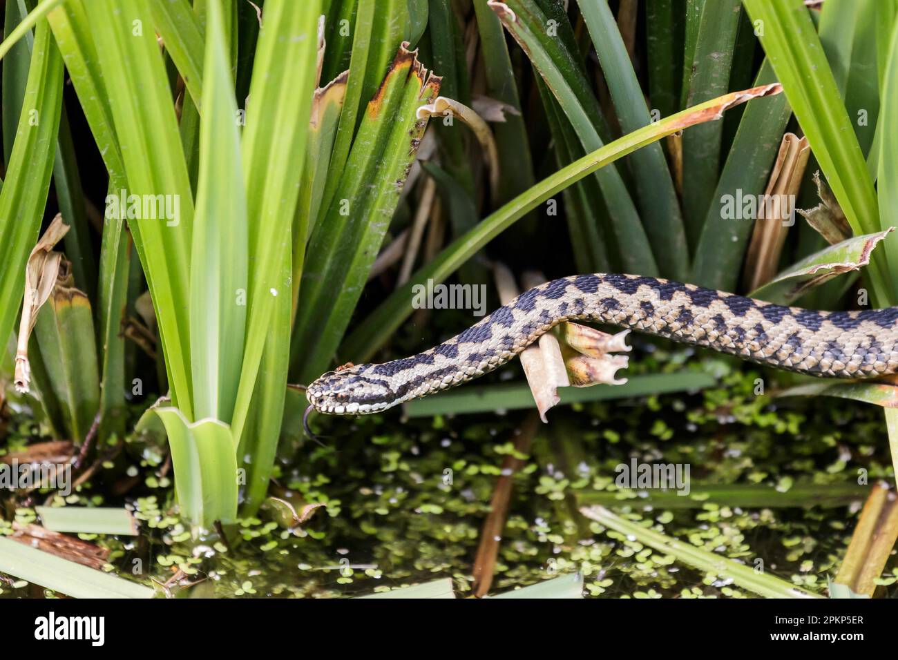 Scale common european adder hi-res stock photography and images - Alamy