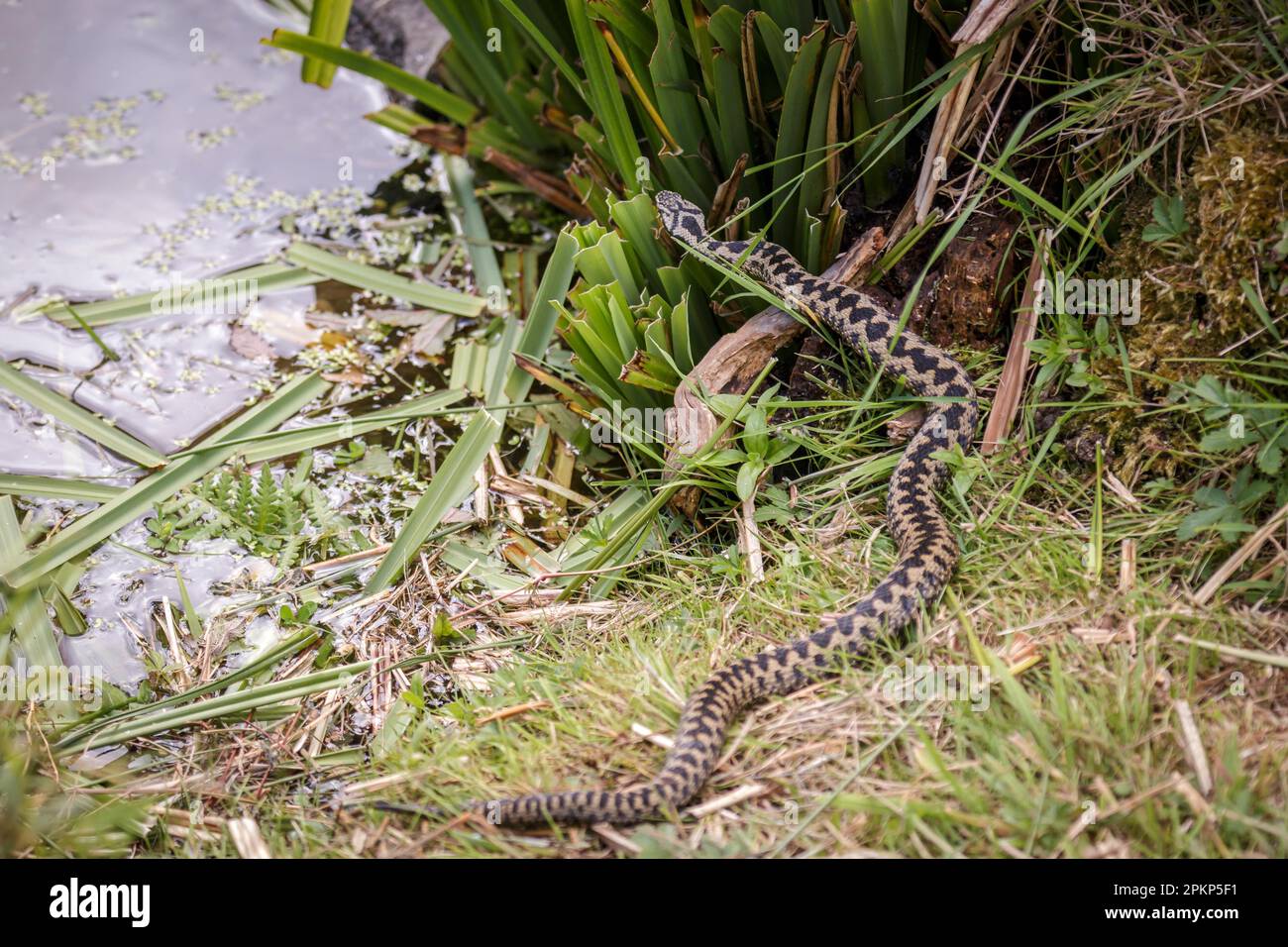 Common European Adder (Vipera berus Stock Photo - Alamy