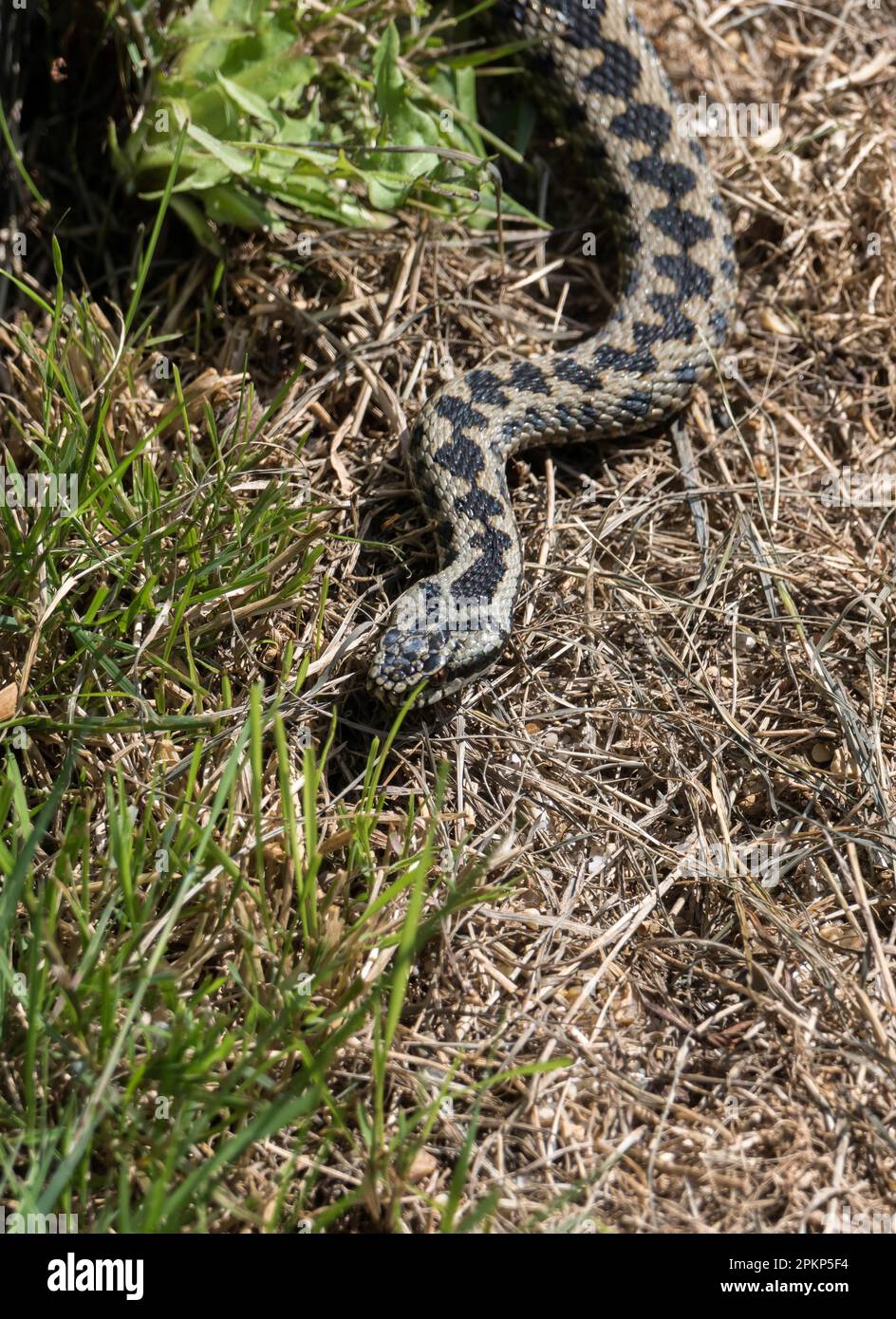 Common European Adder (Vipera berus Stock Photo - Alamy