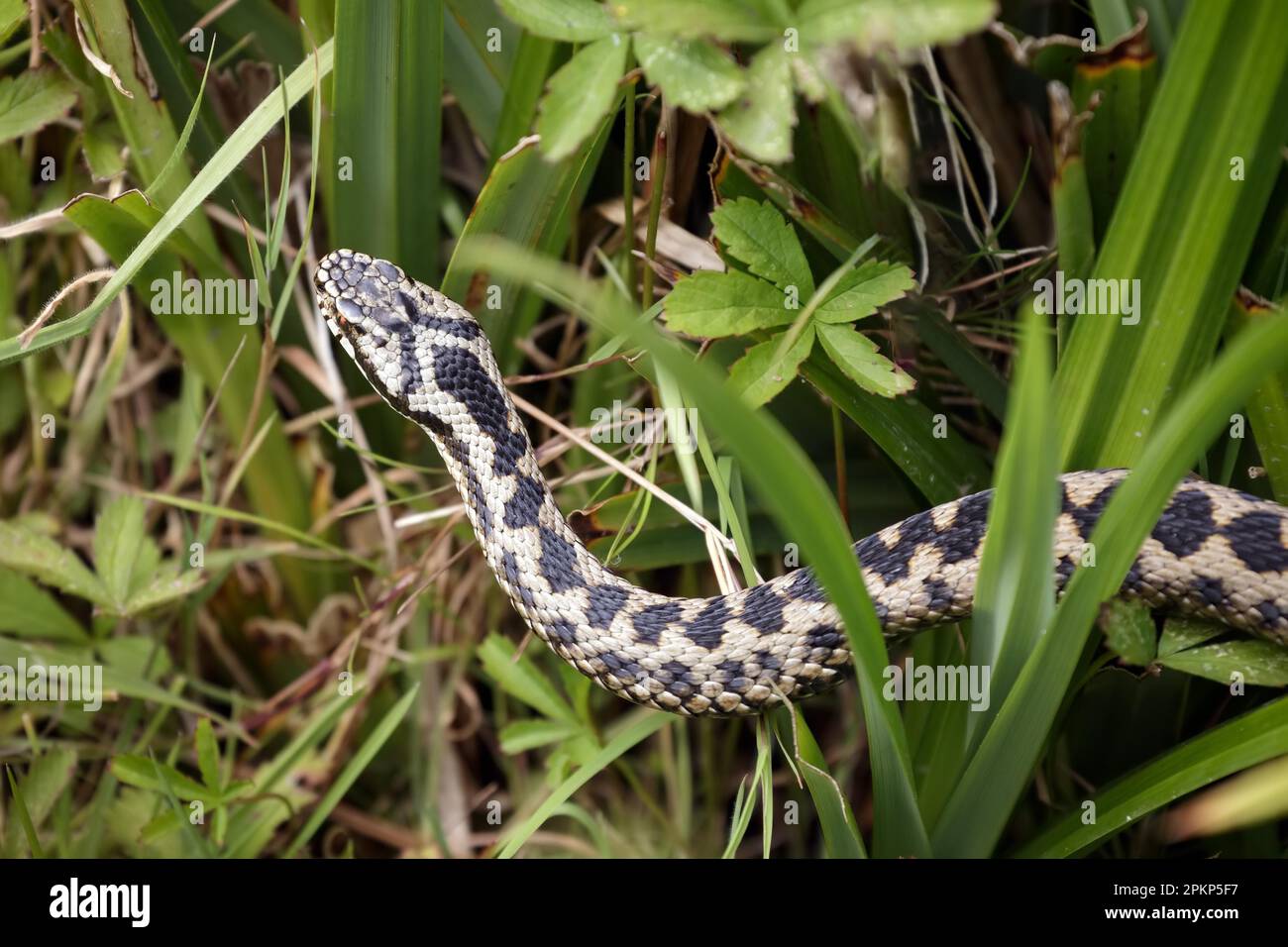 Common European Adder (Vipera berus) slithering through the vegetation ...