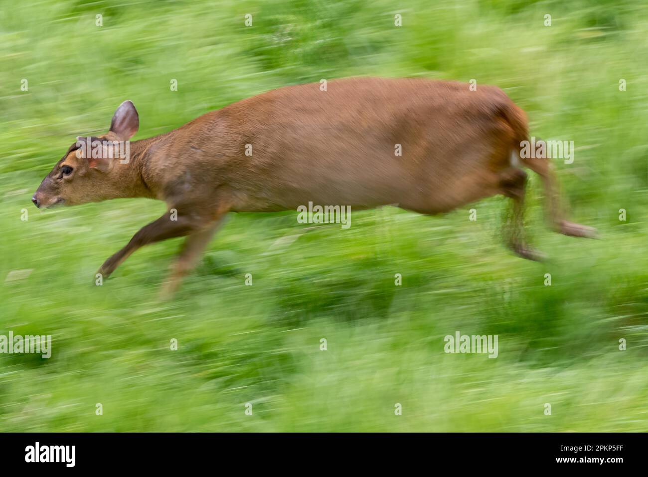 Muntjac (Muntiacus) Deer running Stock Photo - Alamy
