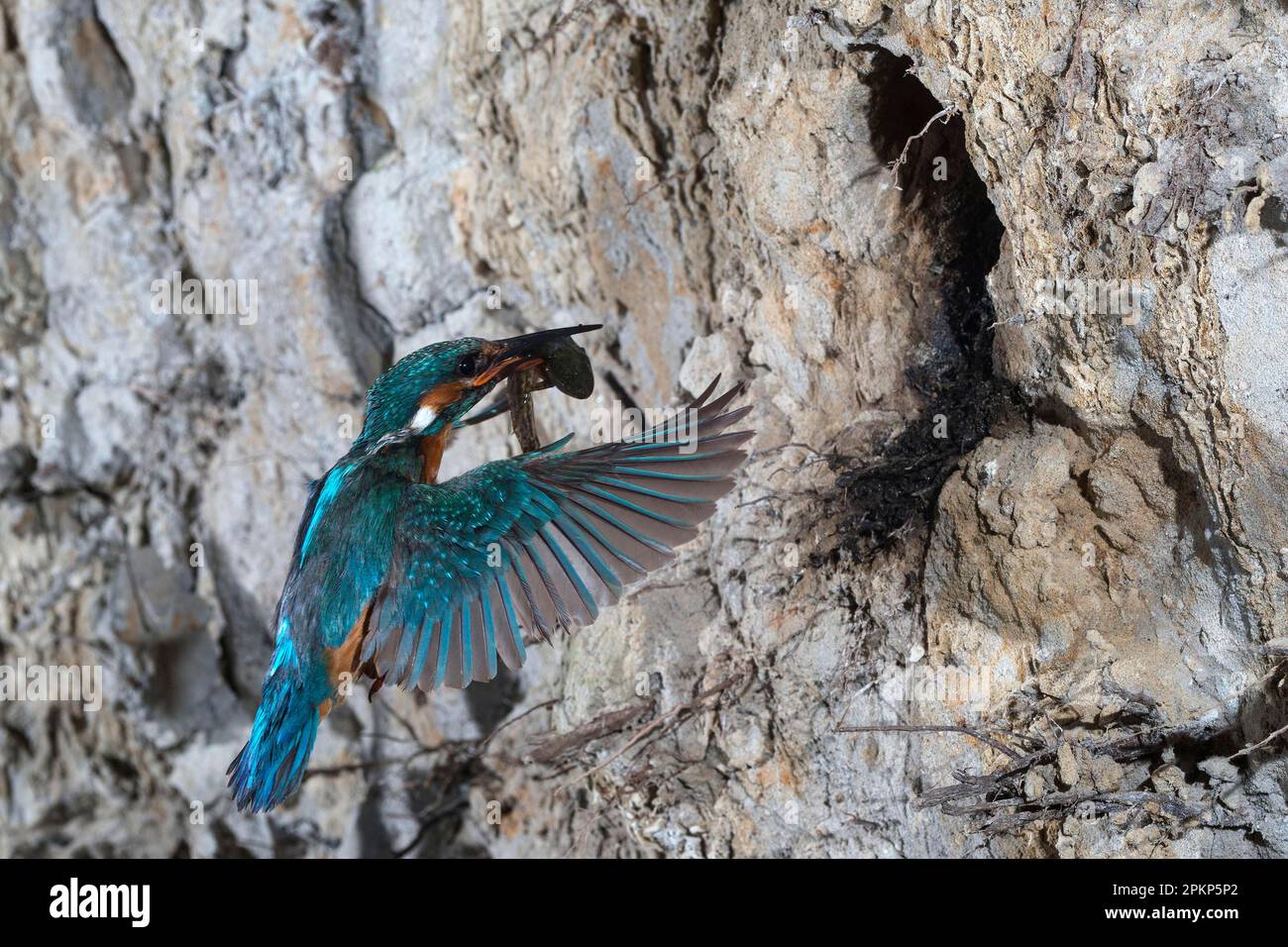 Common kingfisher (Alcedo atthis) approaching the breeding hole, Senne ...
