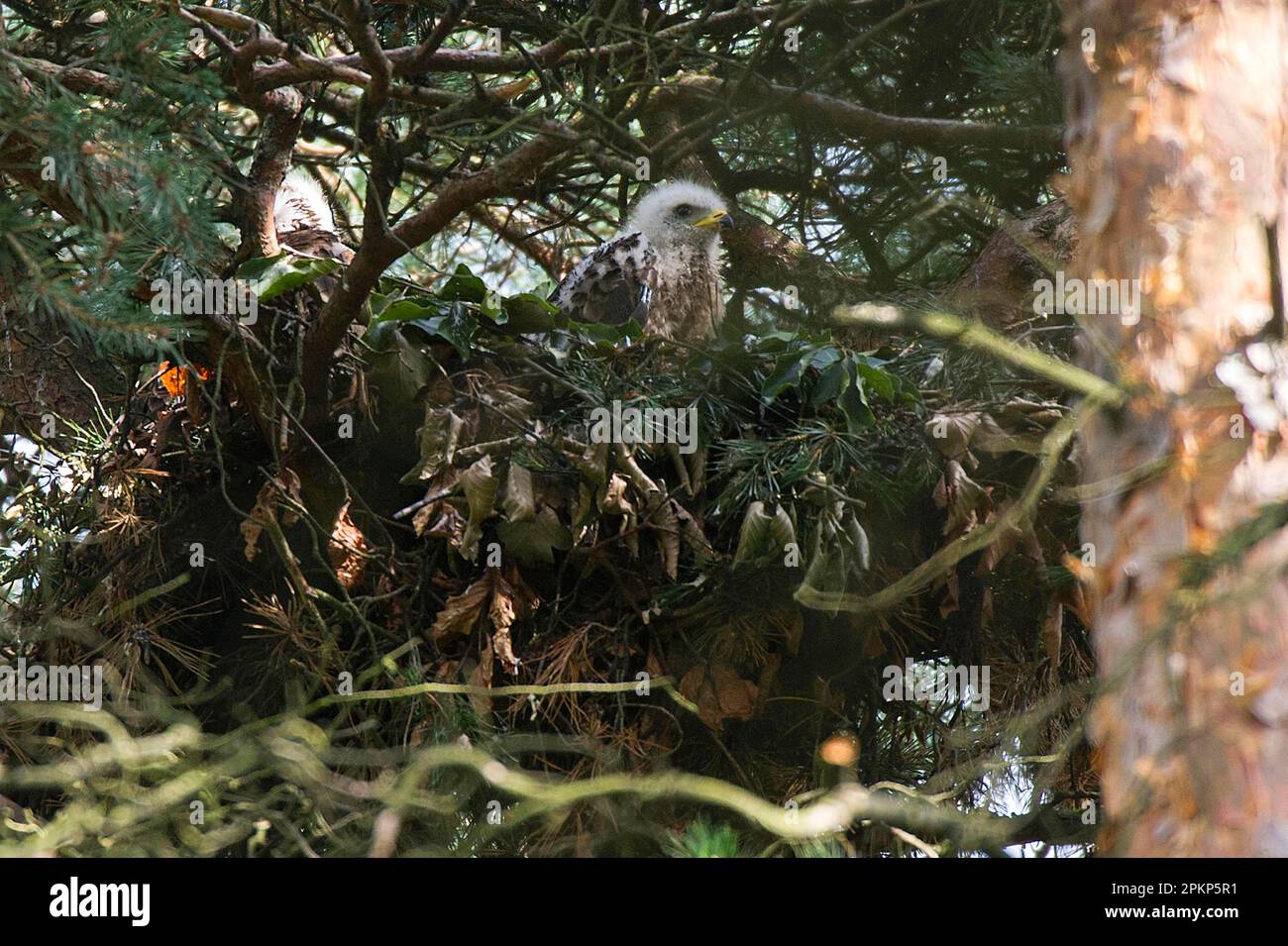 European honey buzzard (Pernis apivorus), young birds in eyrie, Senne ...