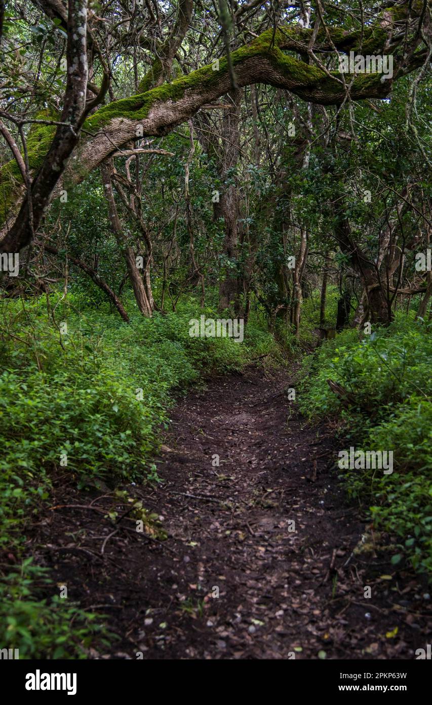 Path in Milkwood Forest, Grootbos, Gansbay, Western Cape, South Africa ...