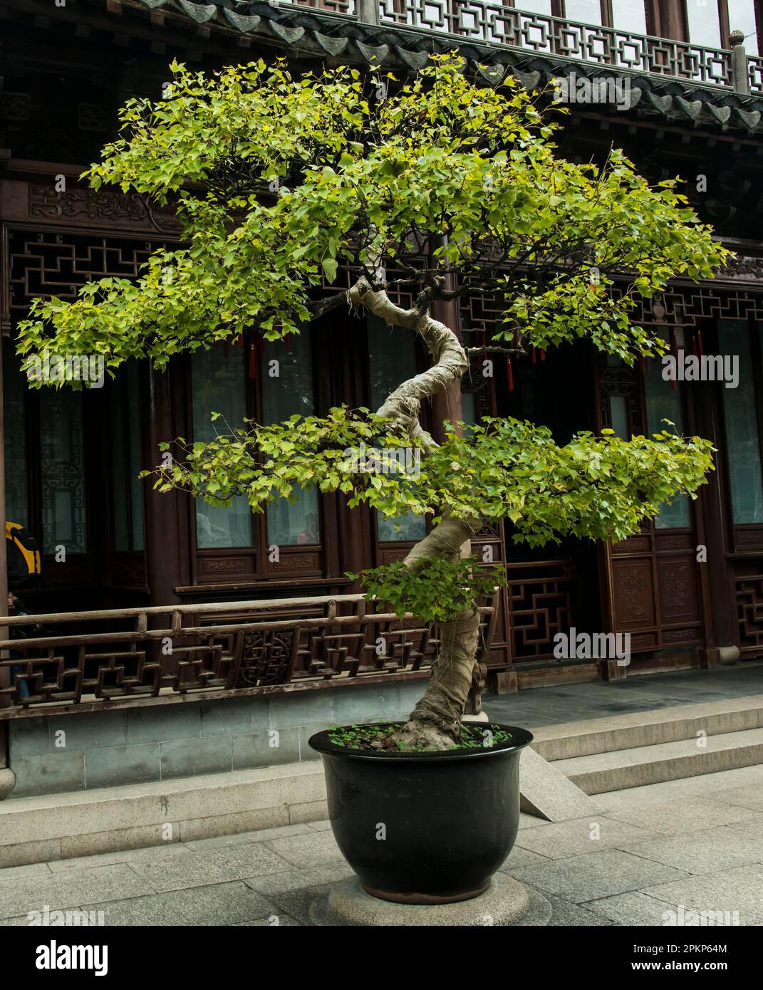 Shaped tree growing in a flower pot, Shanghai, China, Asia Stock Photo ...