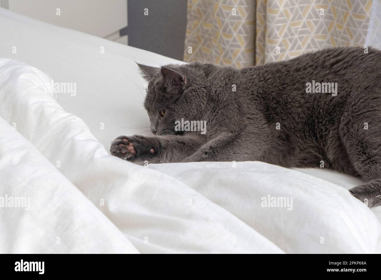 Grey cat chartreuse plays with a man's hand peeking out from under the ...