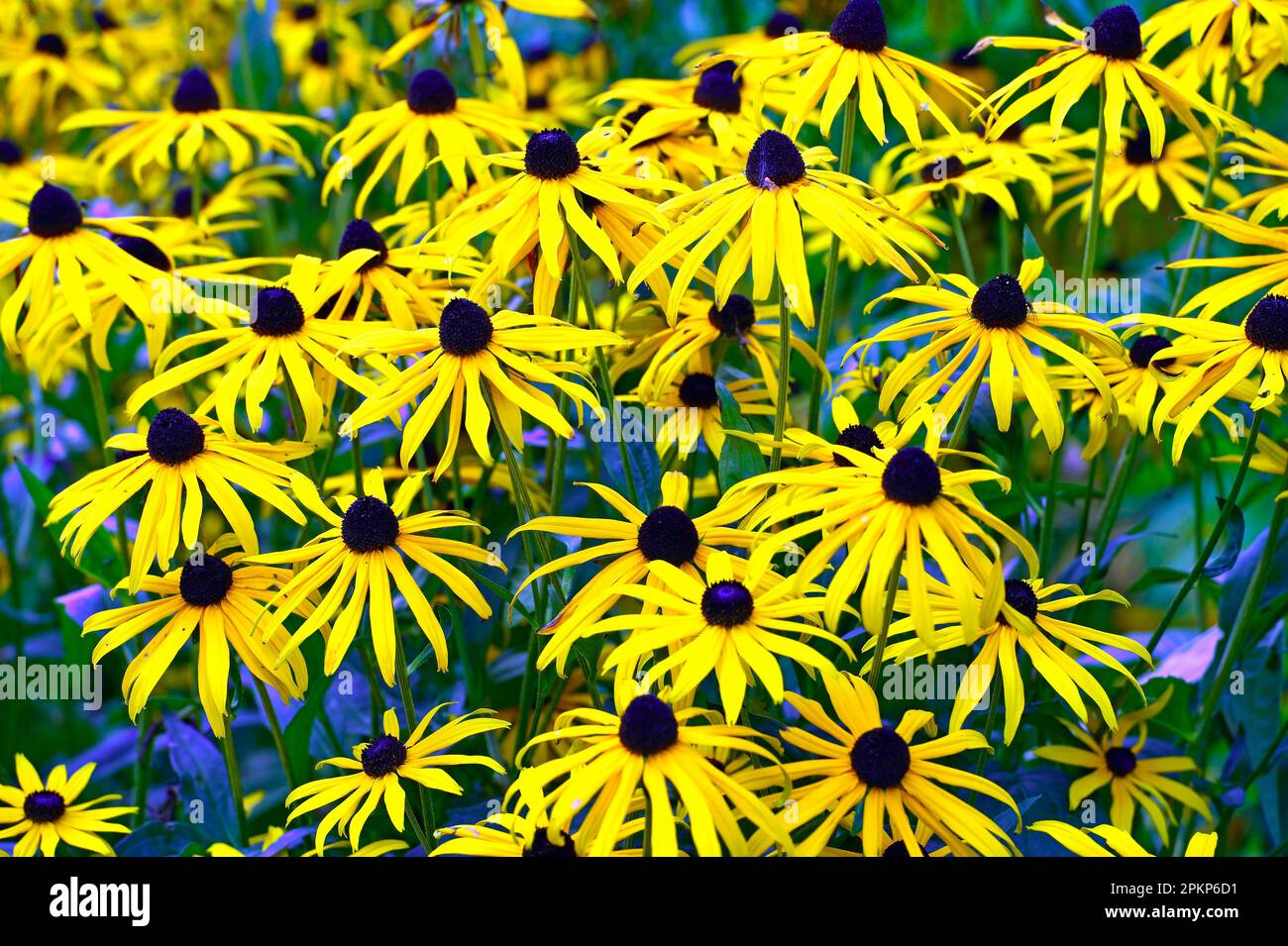 Orange coneflower (Rudbeckia fulgida Stock Photo - Alamy