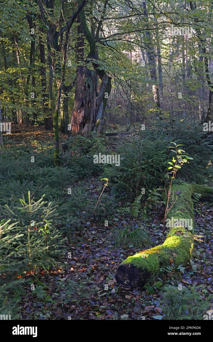 Autumn in the Briesetal landscape conservation area near Berlin ...