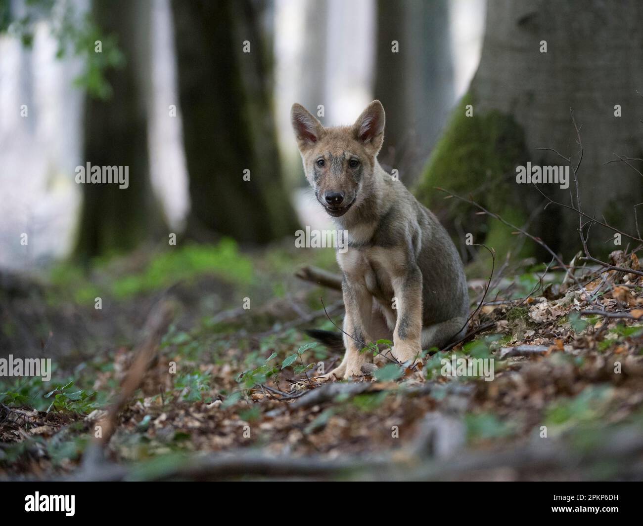 4 month wolf hi-res stock photography and images - Alamy