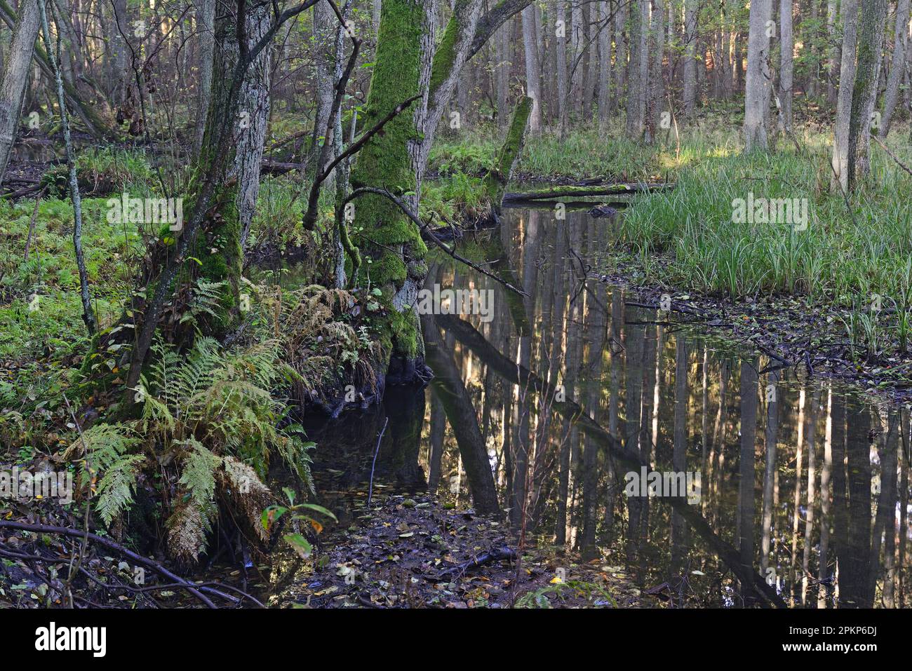 The Briese river in autumn in the Briese Valley landscape conservation ...