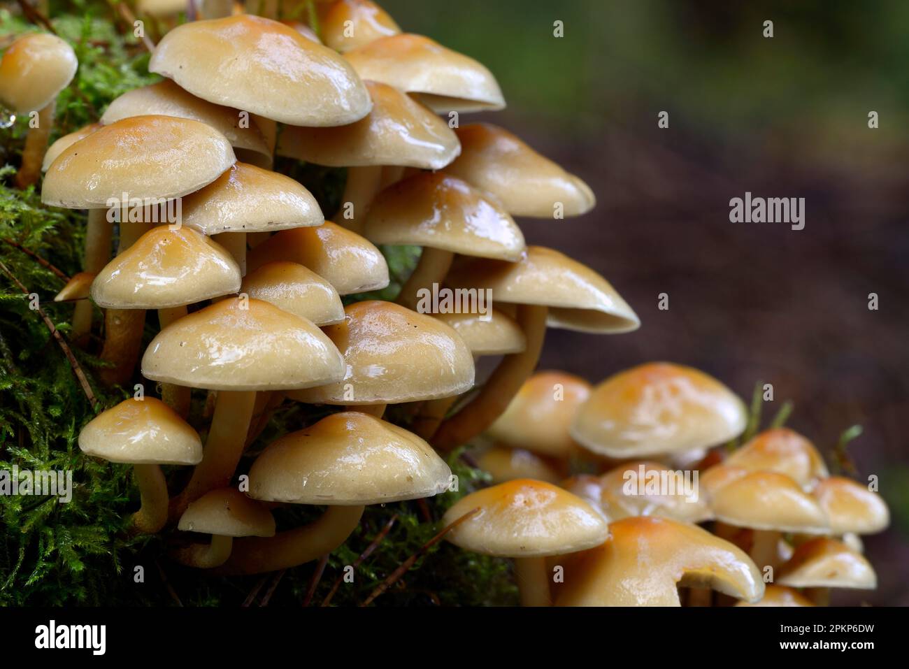 Conifer tuft (Hypholoma capnoides), Brandenburg, Germany, Europe Stock ...