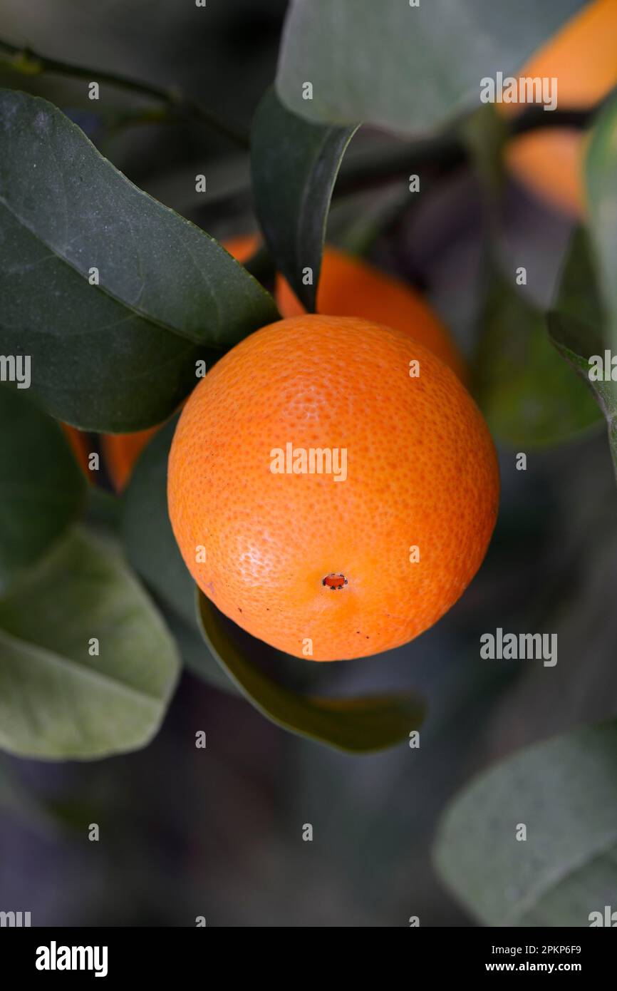 Citrus tree fruit hi-res stock photography and images - Alamy