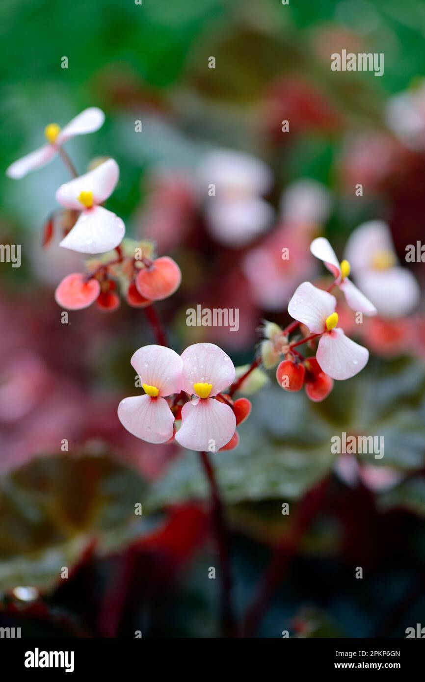 Flower of the eyelash begonia (Begonia bowerae), Occurrence Central ...