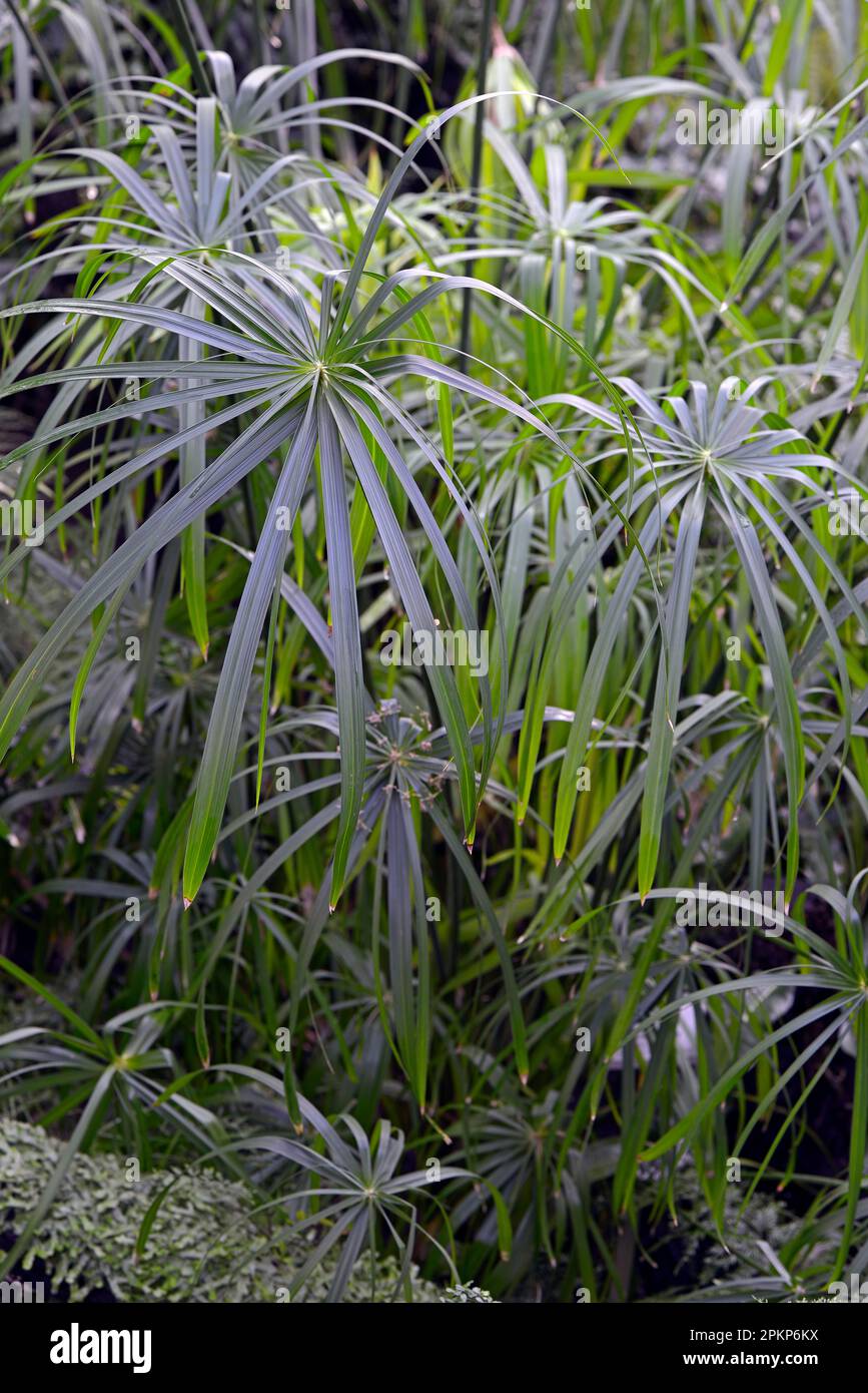 Umbrella papyrus (Cyperus alternifolius Stock Photo - Alamy