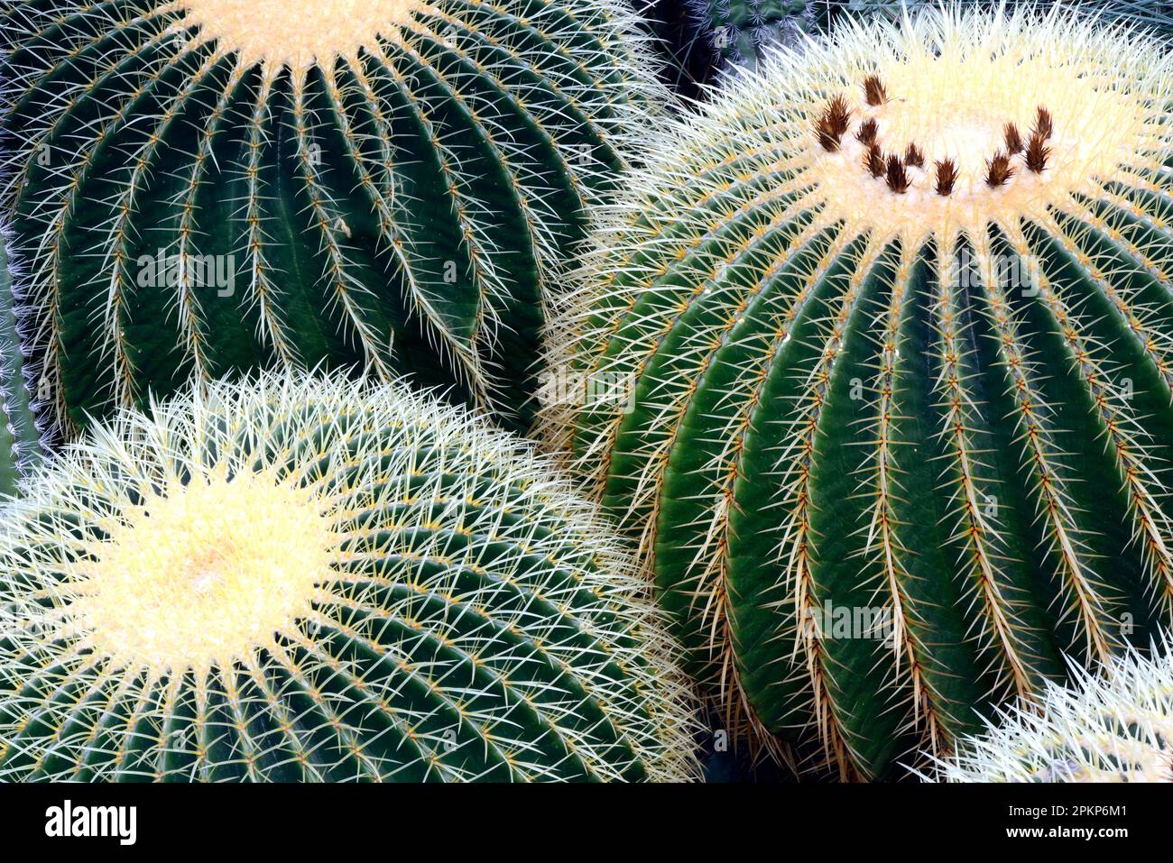 Gold ball cactus, golden barrel cactus (Echinocactus grusonii ...