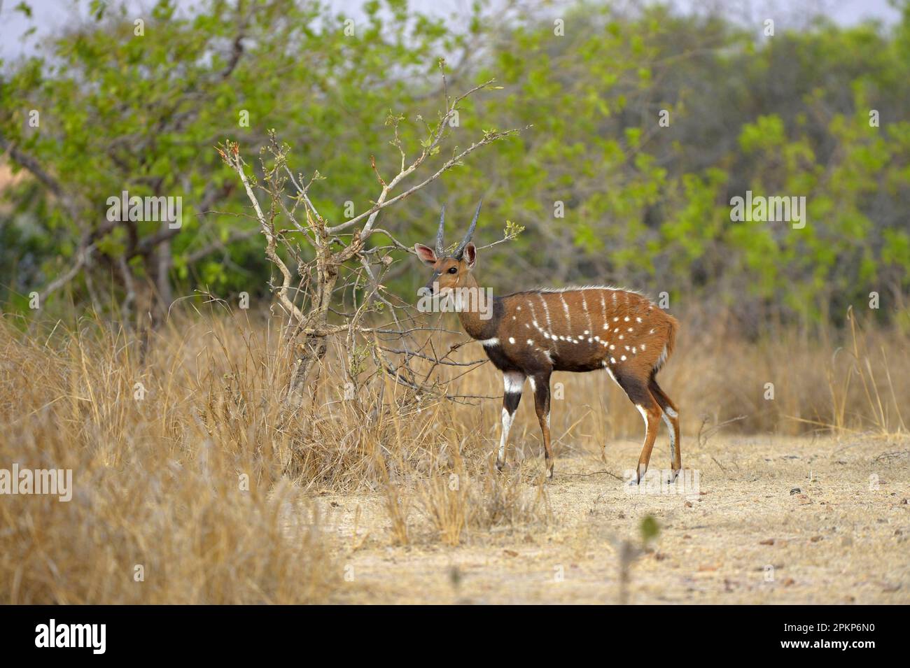 Southern Bushbuck (Tragelaphus scriptus sylvaticus) adult male ...