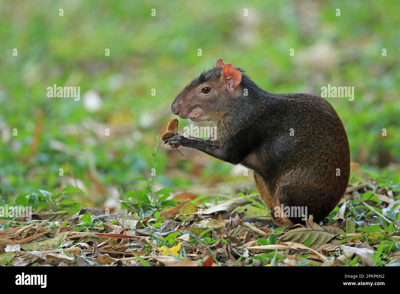 Paca (agouti), Dasyprocta aguti, Gold agouti, Gold agouti, Central ...