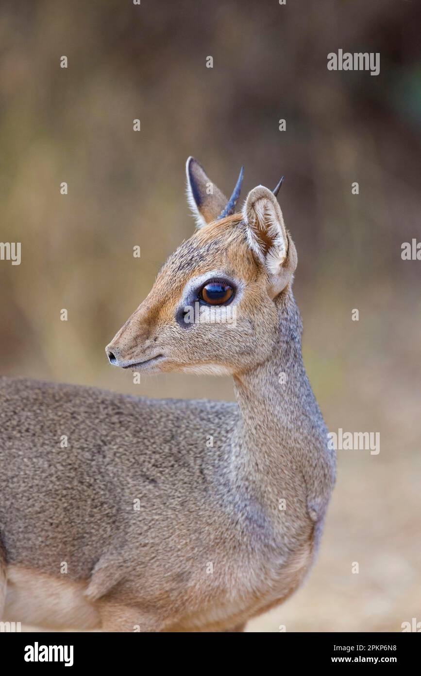 Guenther's dik-dik (Madoqua guentheri), Guenther's dik-dik, antelopes ...