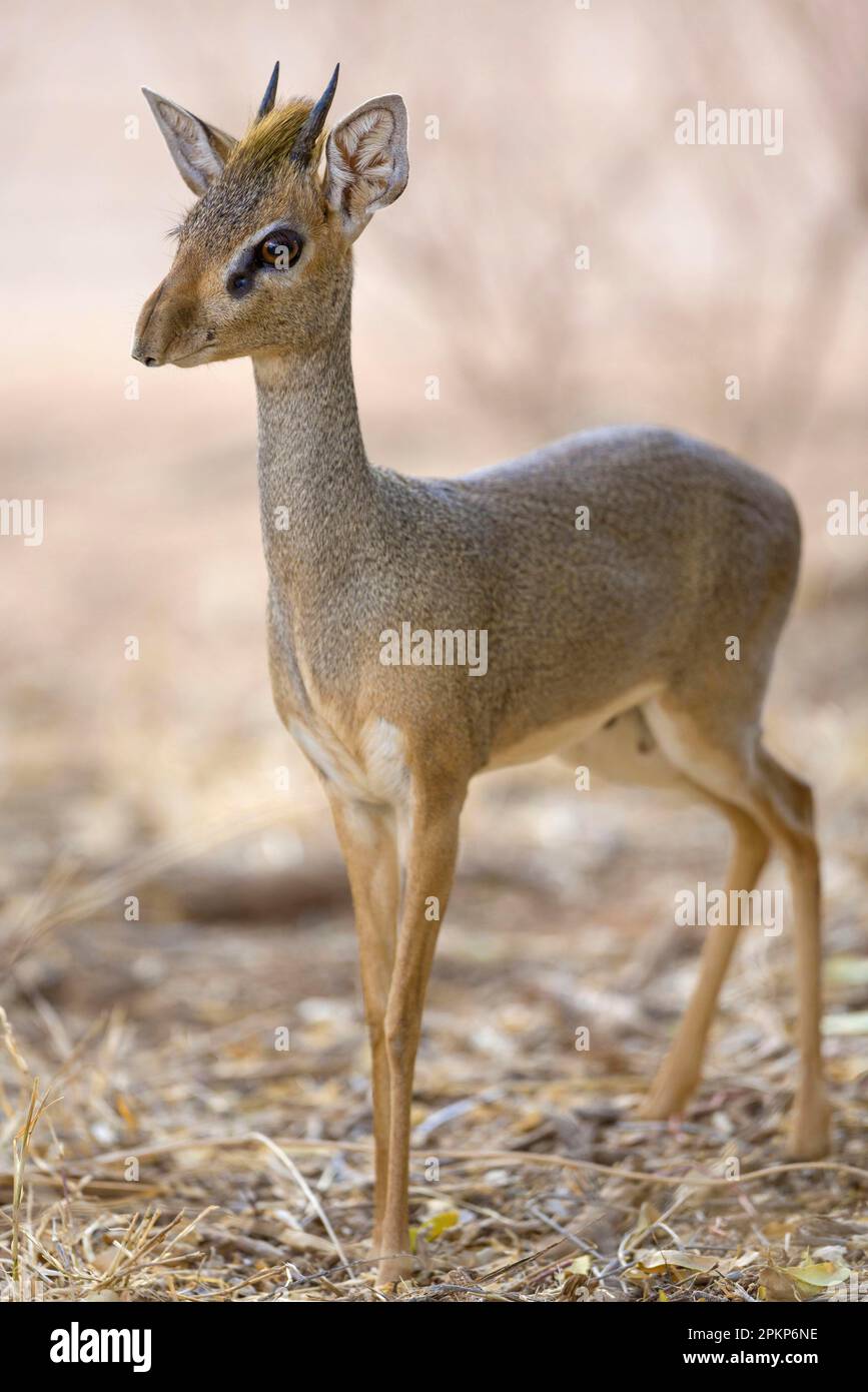 Guenther's dik-dik (Madoqua guentheri), Guenther's dik-diks, antelopes ...