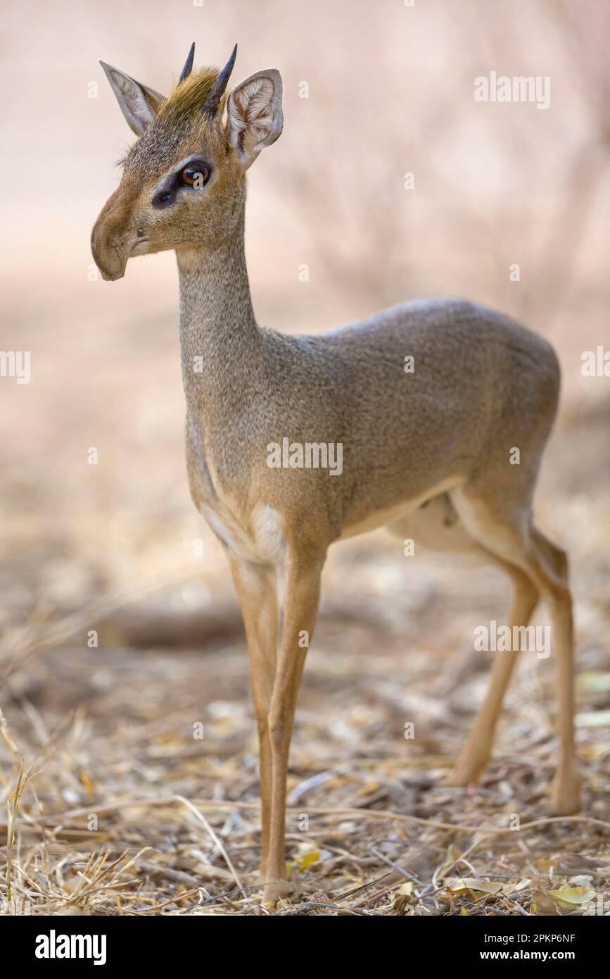 Guenther's dik-dik (Madoqua guentheri), Guenther's dik-diks, antelopes ...