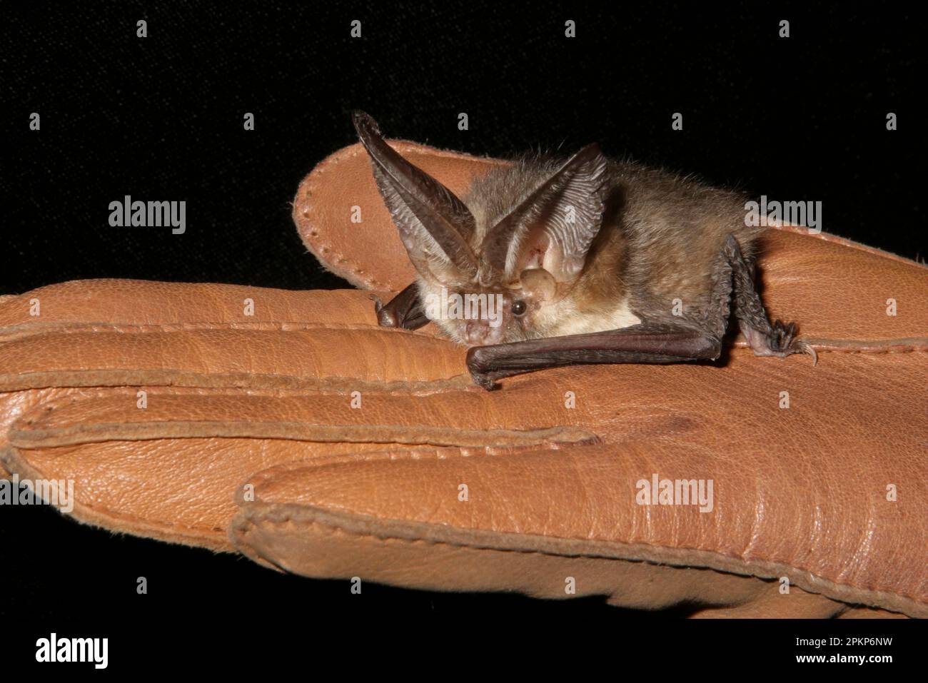 Brown long-eared bats (Plecotus auritus), Brown Long-eared Bat, Brown ...