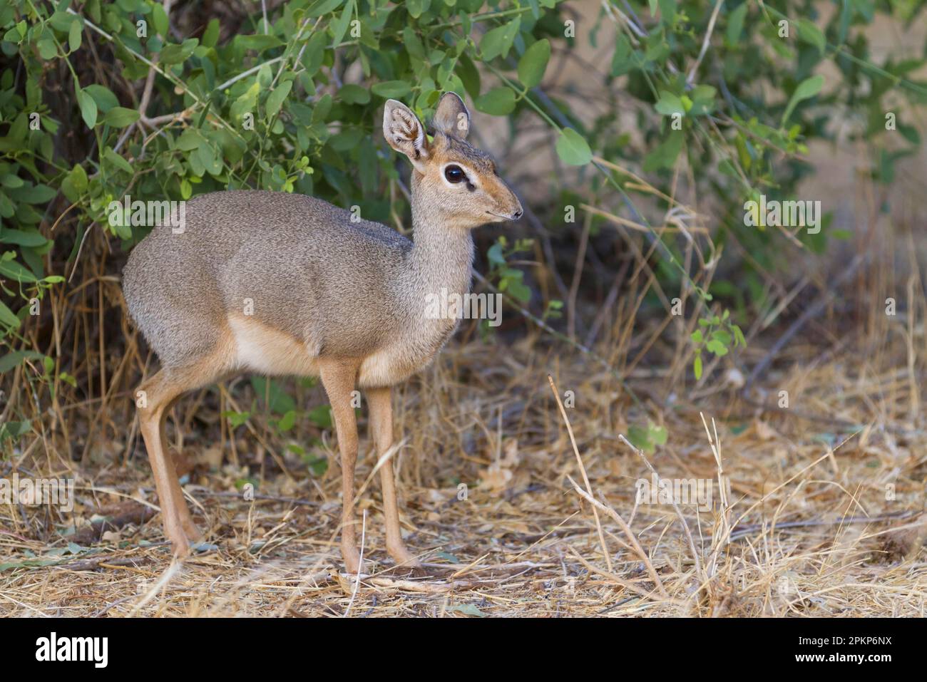 Guenther's dik-dik (Madoqua guentheri), Guenther's dik-diks, antelopes ...