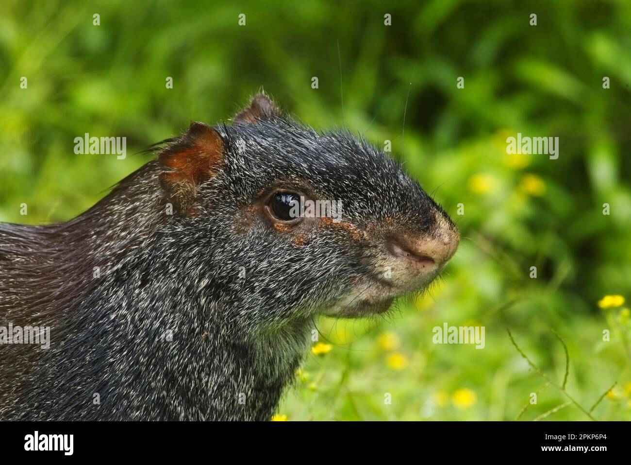 Black Agouti (Dasyprocta fuliginosa) adult, close-up of head, in ...