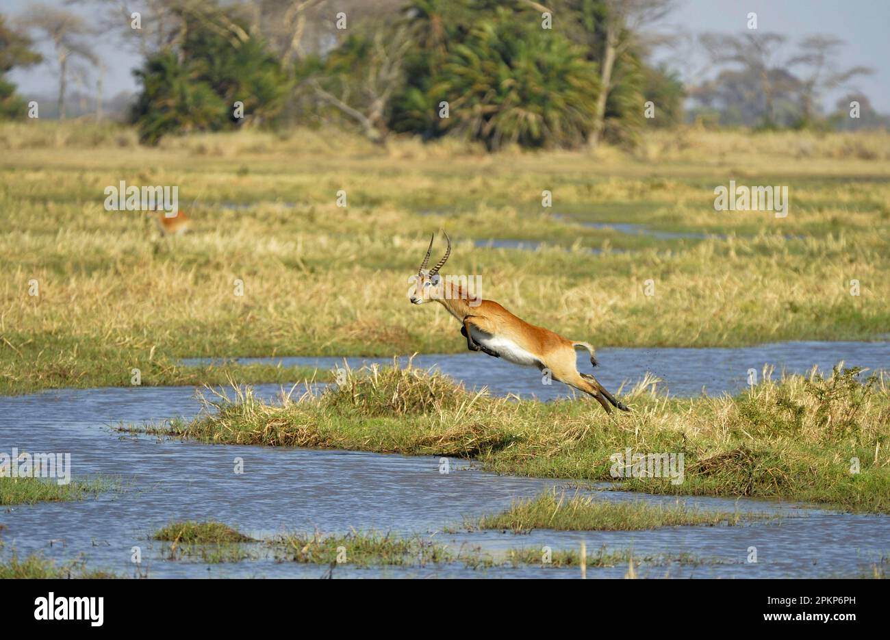 Red lechwe kafue national park hi-res stock photography and images - Alamy