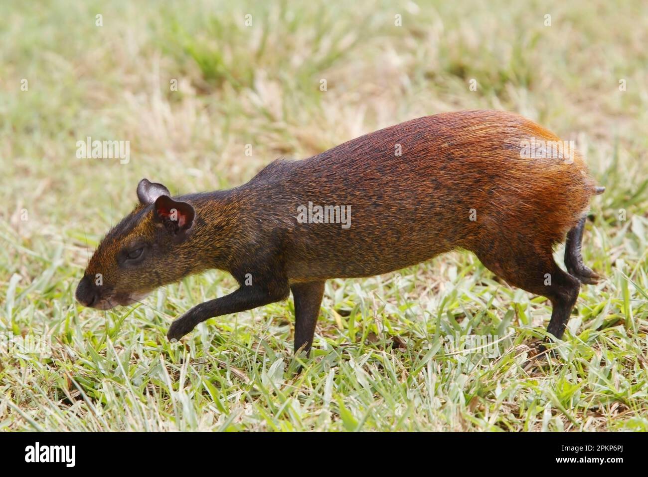 Red-rumped Agouti (Dasyprocta leporina) adult, walking on grass, Guyana ...
