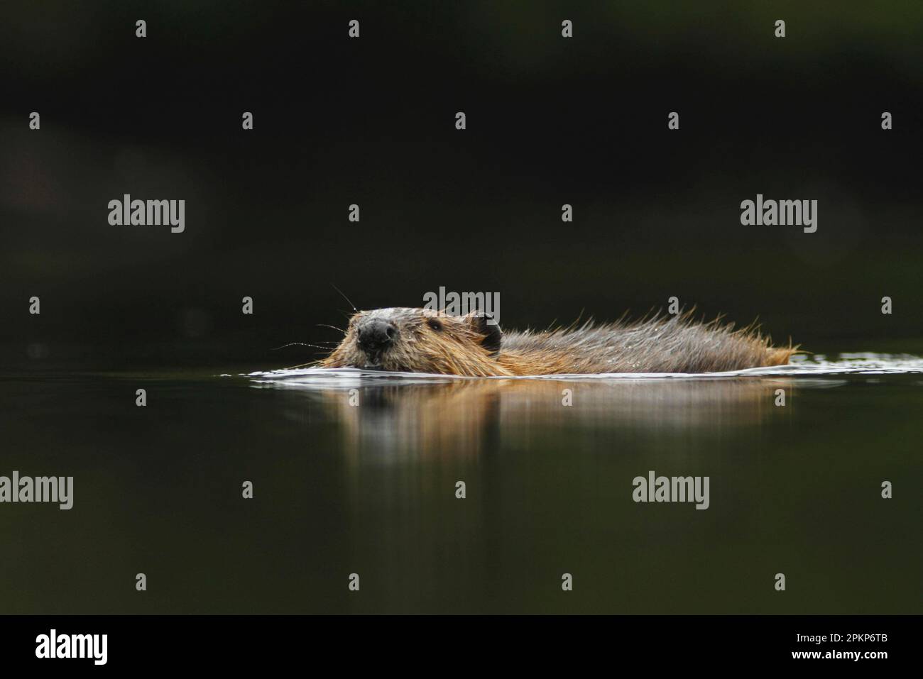 American Beaver (Castor canadensis) adult, swimming, in temperate ...