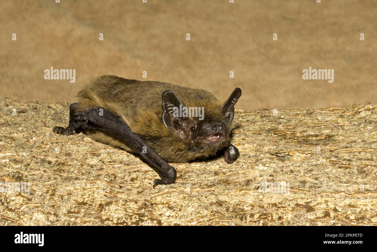 Common Pipistrelle (Pipistrellus pipistrellus), bats, mammals, animals ...