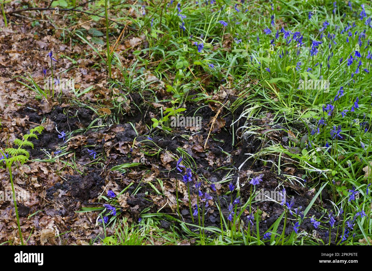 Endymion hyacinth (Hyacinthus) non-scriptus, Scilla non-scripta ...