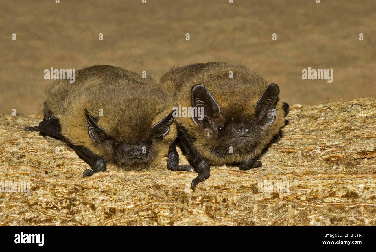 Common Pipistrelle (Pipistrellus pipistrellus), bats, mammals, animals ...