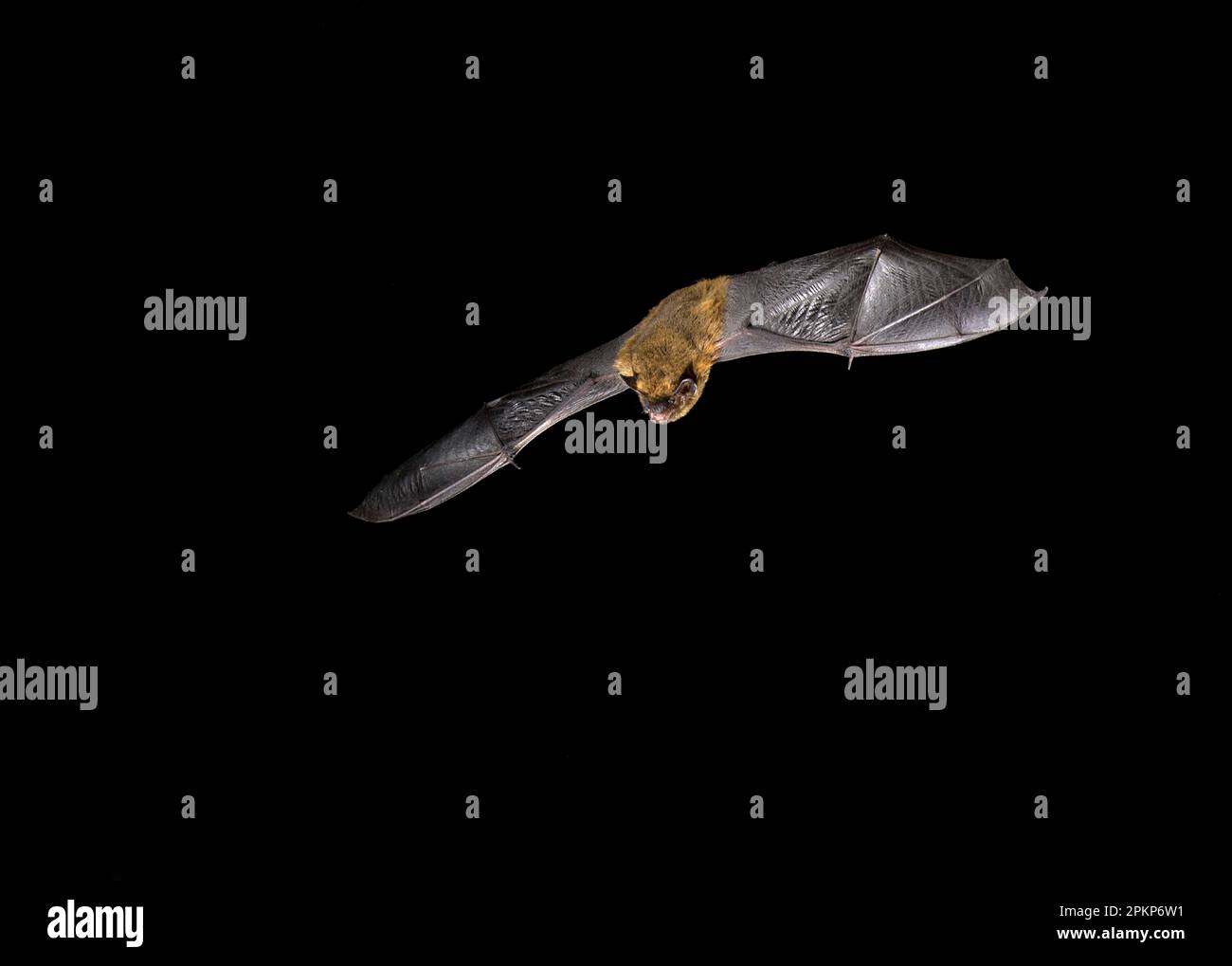 Common Pipistrelle (Pipistrellus pipistrellus), bats, mammals, animals ...
