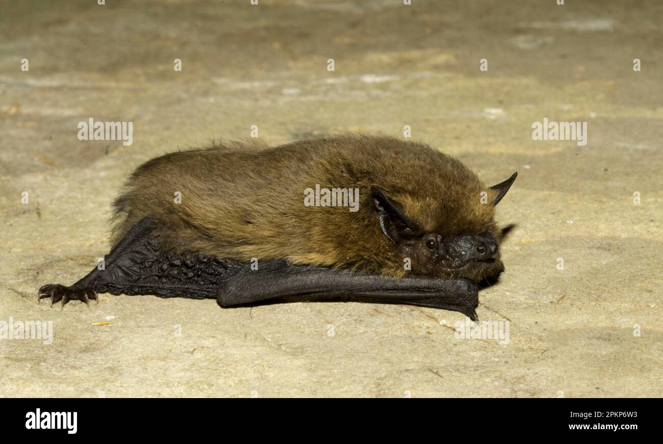 British bat cutout hi-res stock photography and images - Alamy