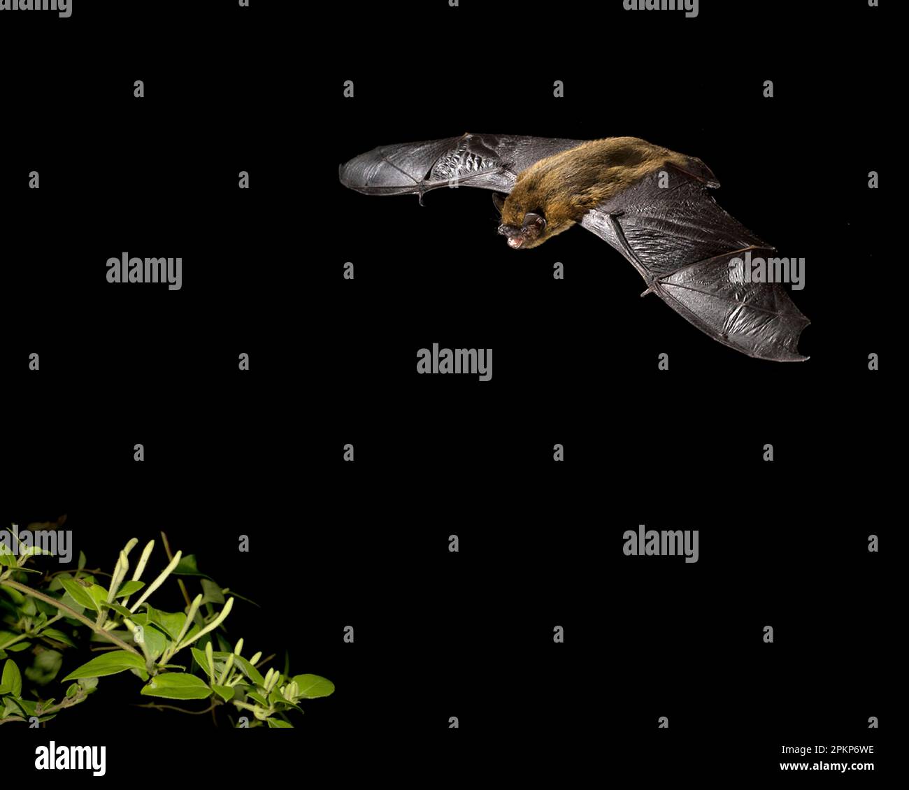 Common Pipistrelle (Pipistrellus pipistrellus), bats, mammals, animals ...