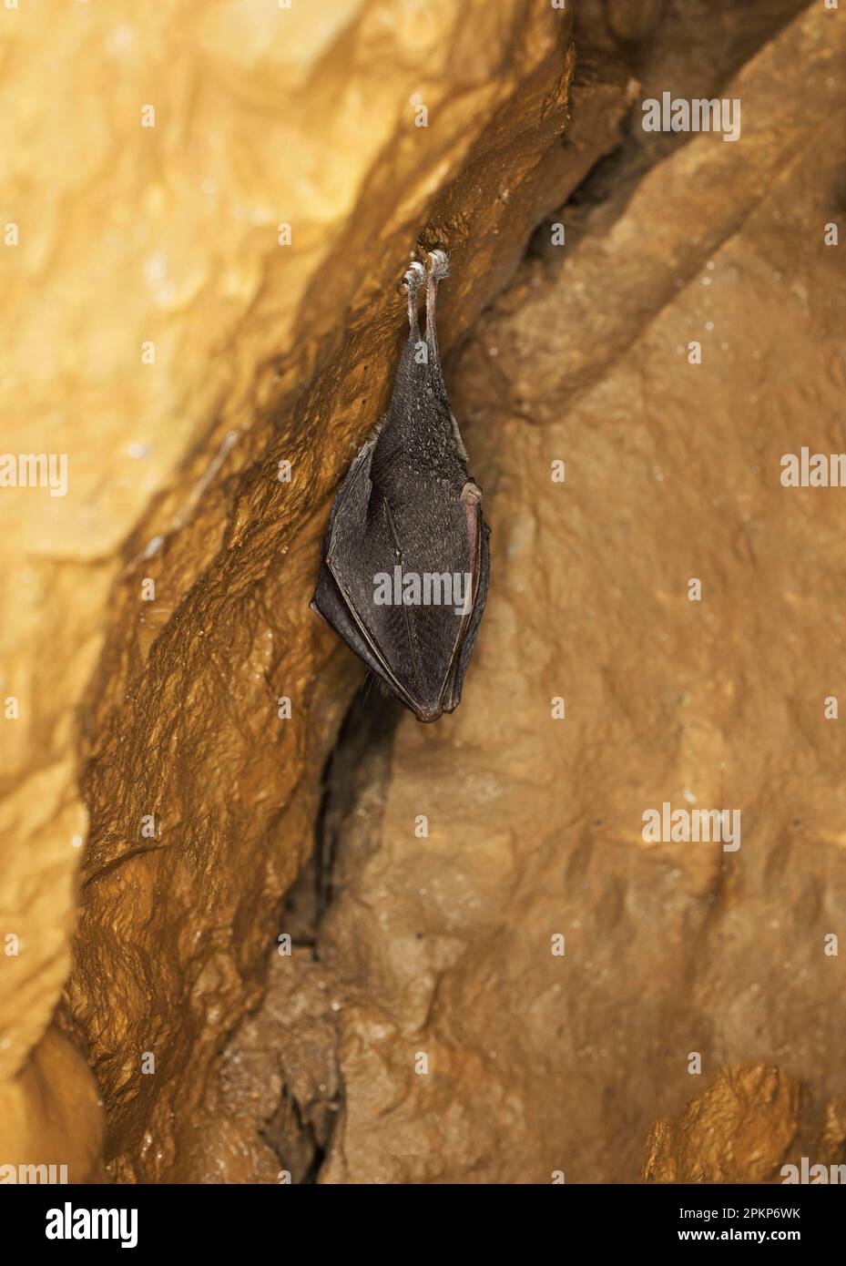 Little lesser horseshoe bat (Rhinolophus hipposideros), adult ...