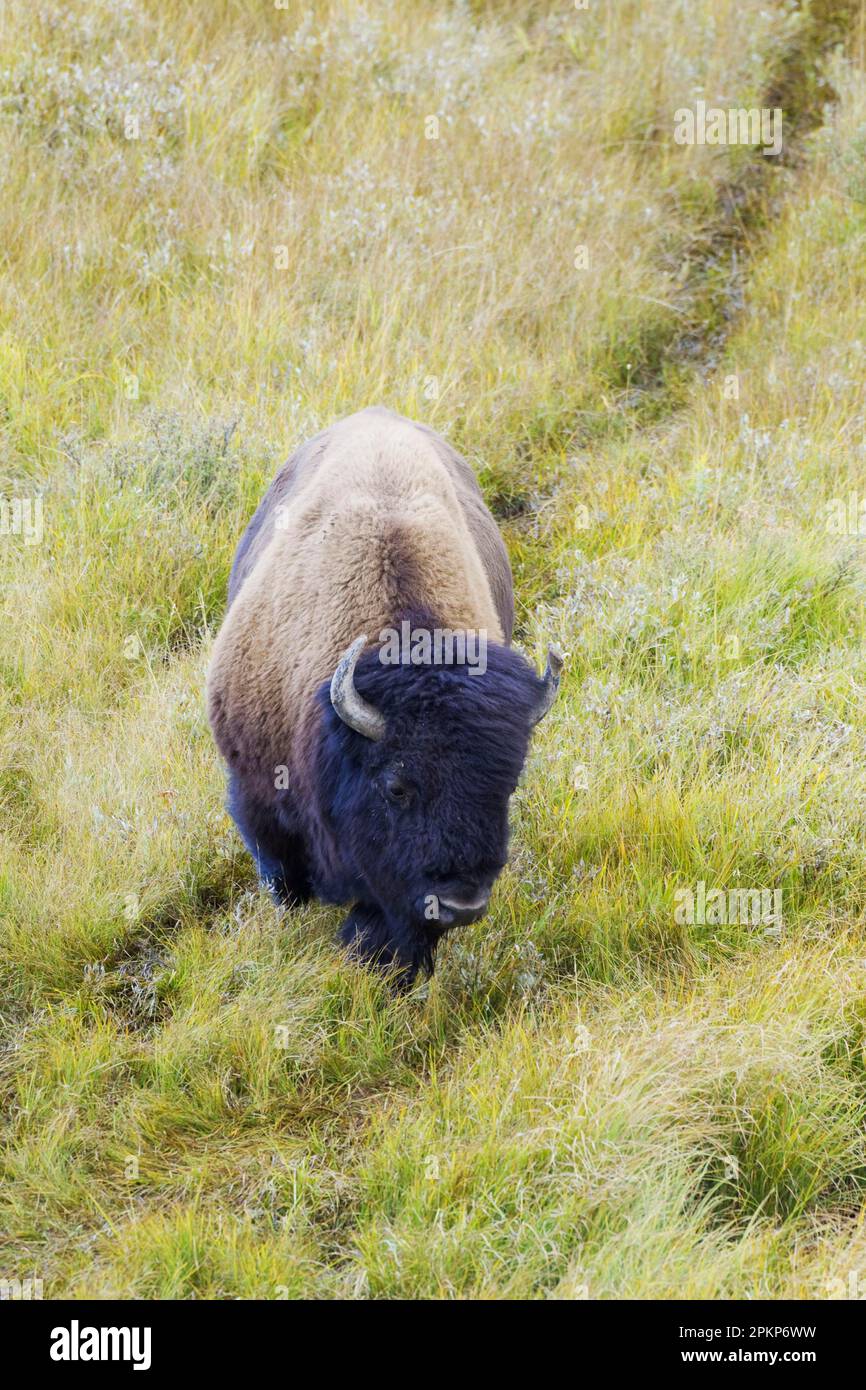 North American Bison (Bison bison) adult male, following trail through ...