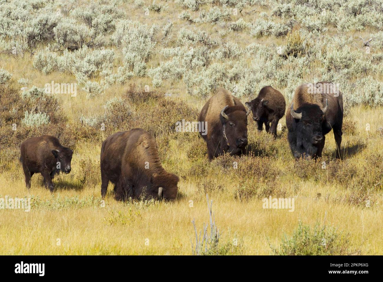 North American Bison (Bison bison) adult male, females and calves ...