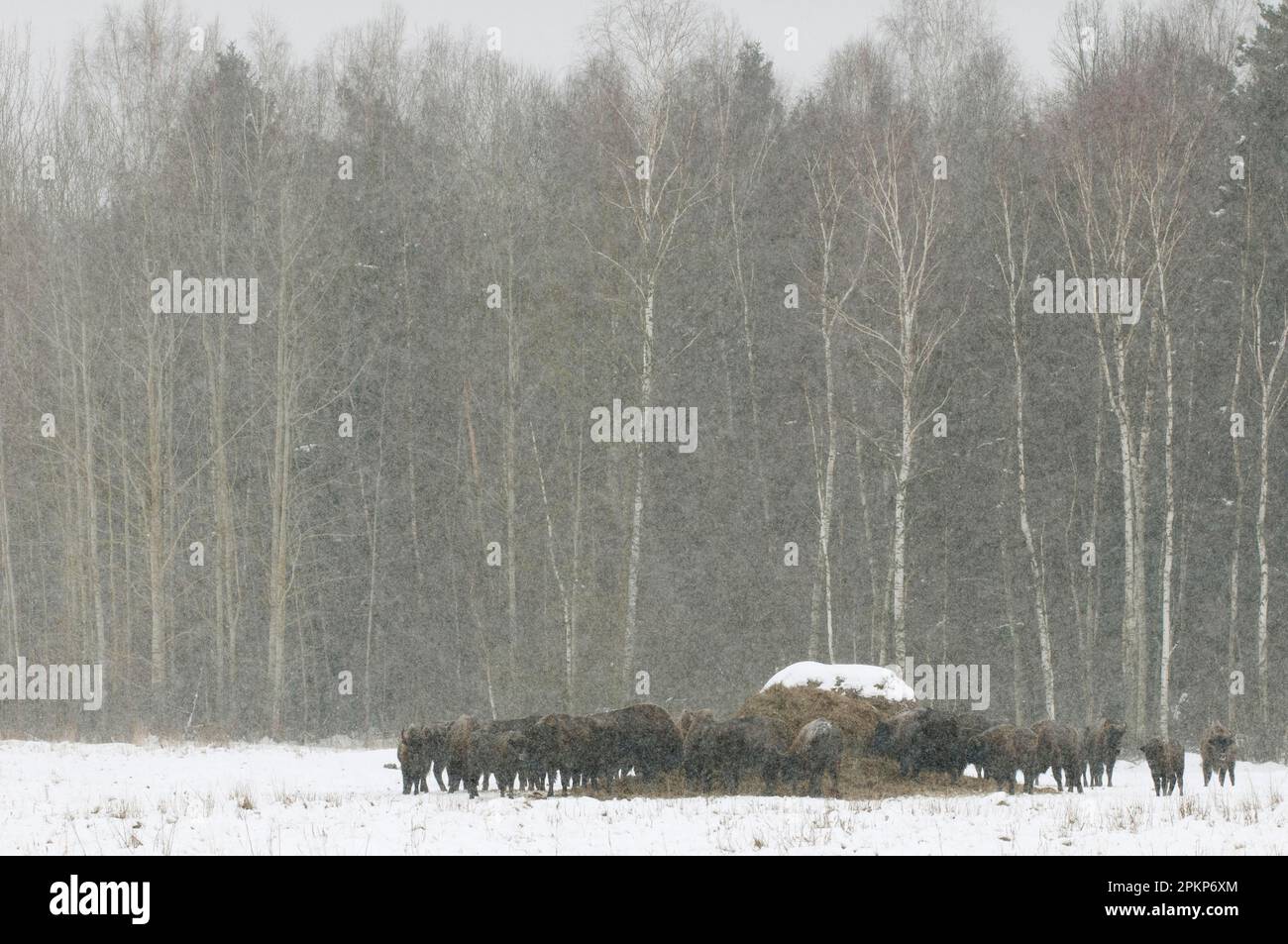 Habitat du bison hi-res stock photography and images - Alamy