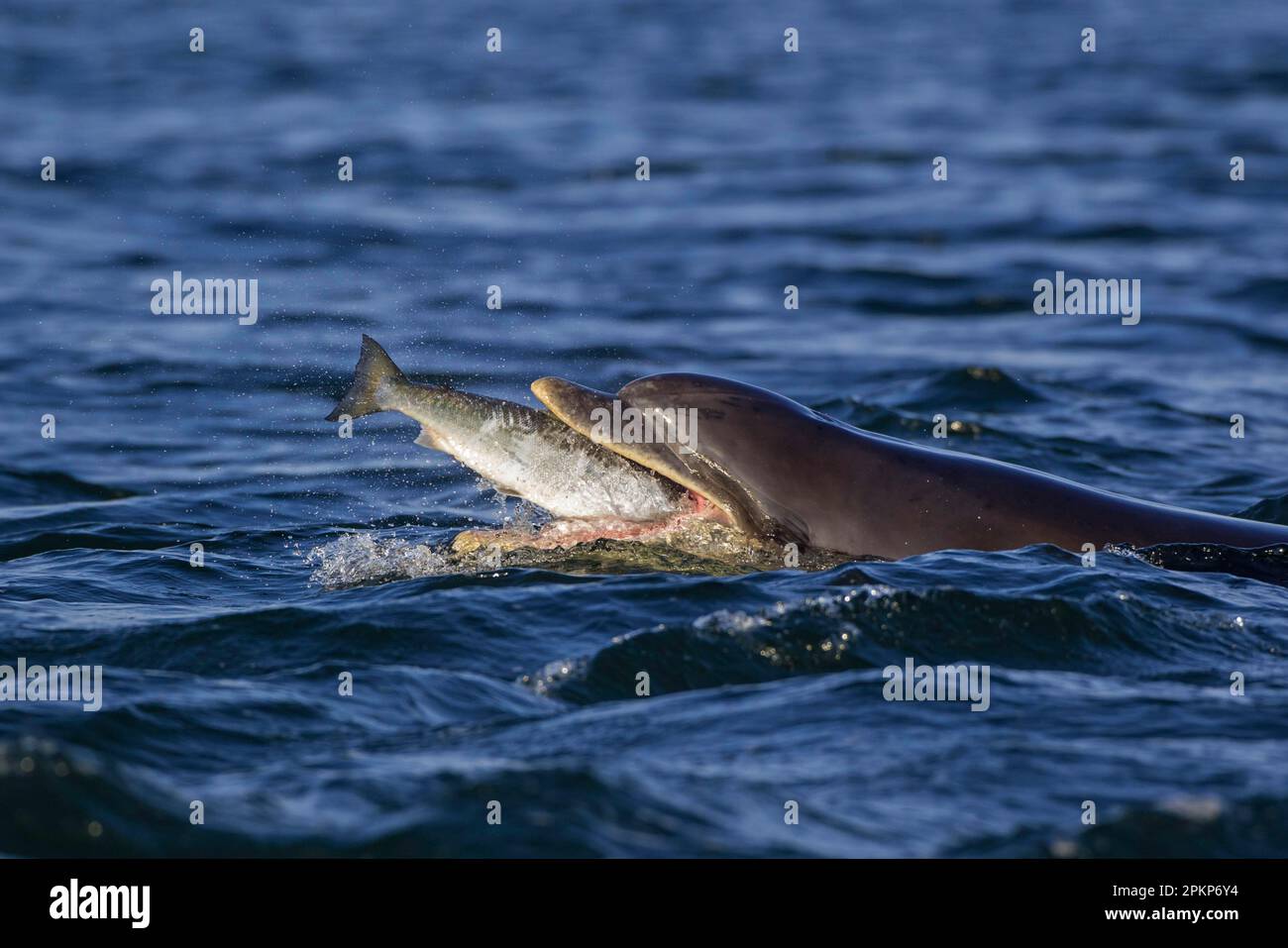Bottlenose dolphin, bottlenose dolphins, dolphins, marine mammals ...